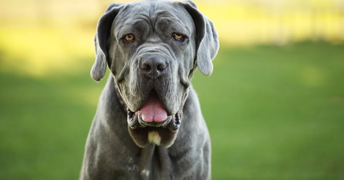 How to Train a Neapolitan Mastiff - Alaska Dog Works