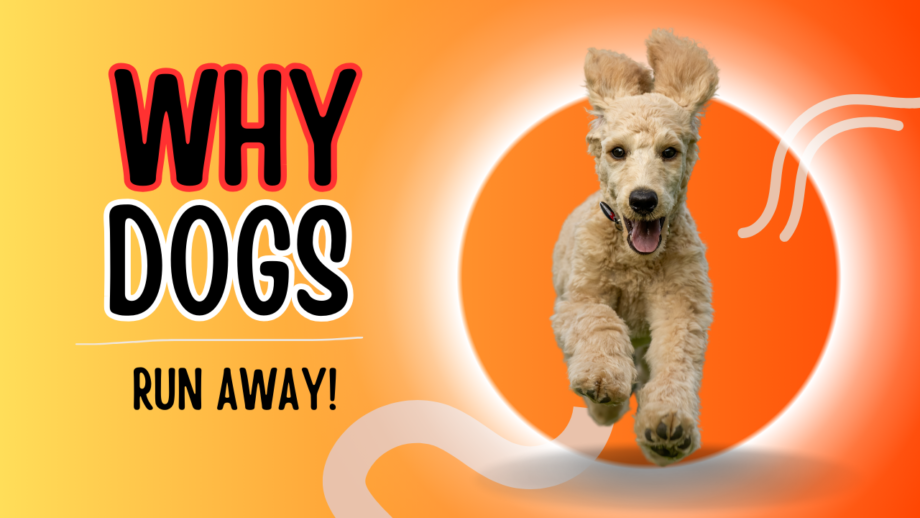 Why Do Dogs Run Away? - Alaska Dog Works