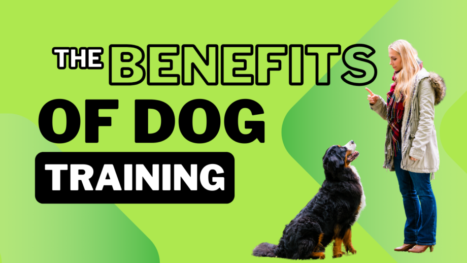 12 Compelling Benefits of Professional Dog Training - Alaska Dog Works