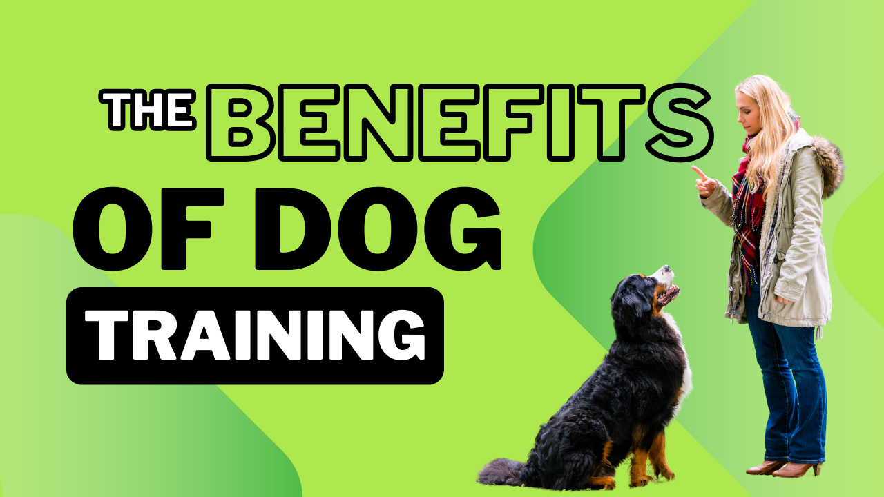12 Compelling Benefits of Professional Dog Training - Alaska Dog Works