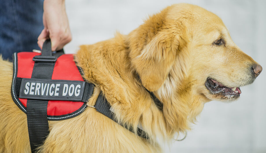 What Questions Can I Ask a Person About Their Service Dog? - Alaska Dog ...