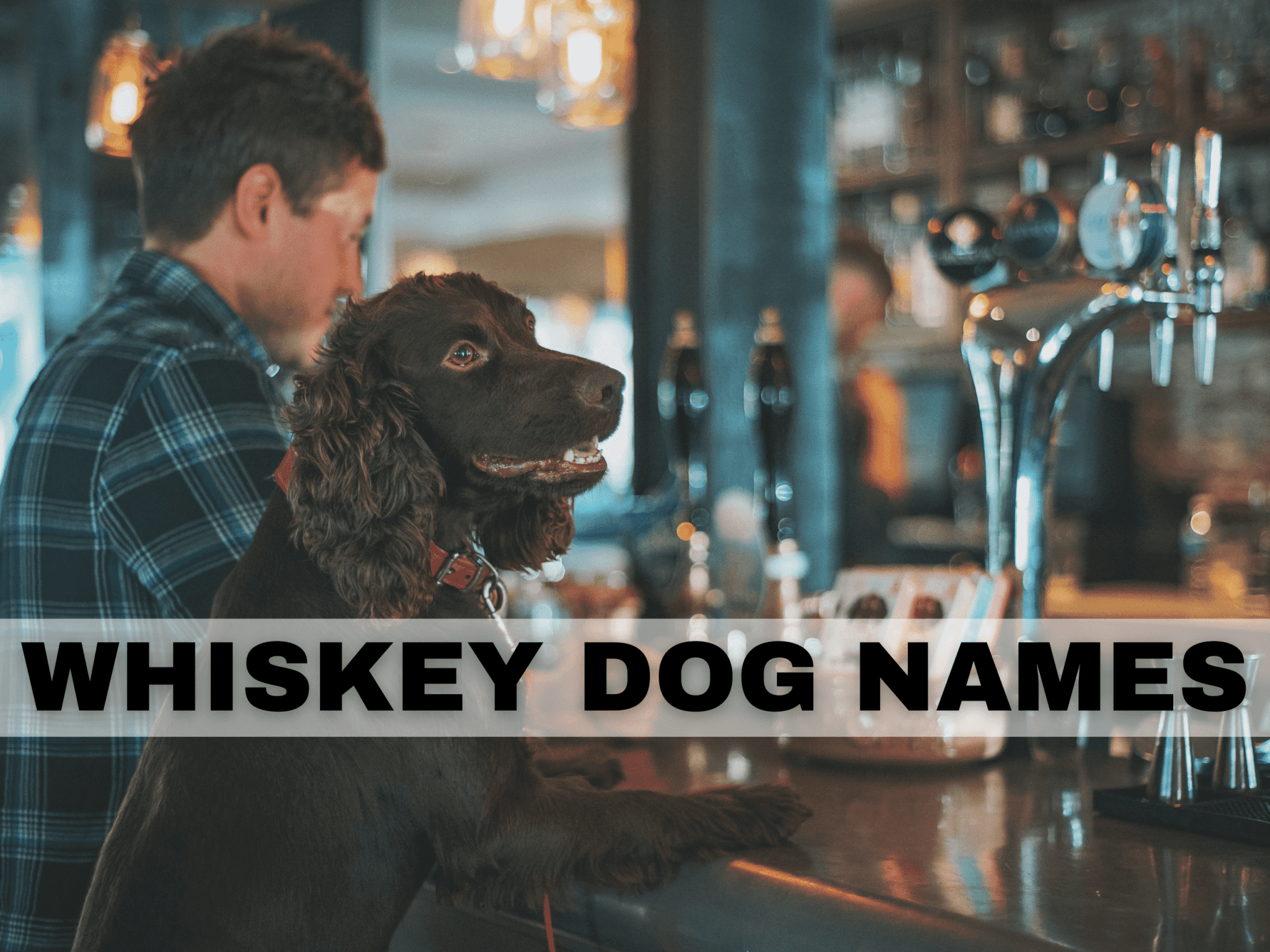 Whiskey Dog Names - Alaska Dog Works