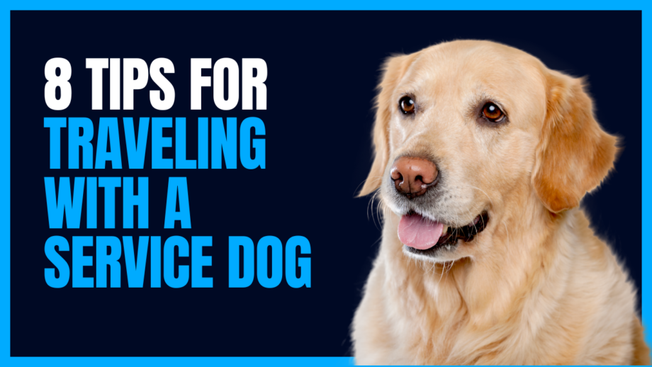 8 Tips for Traveling with a Service Dog - Alaska Dog Works