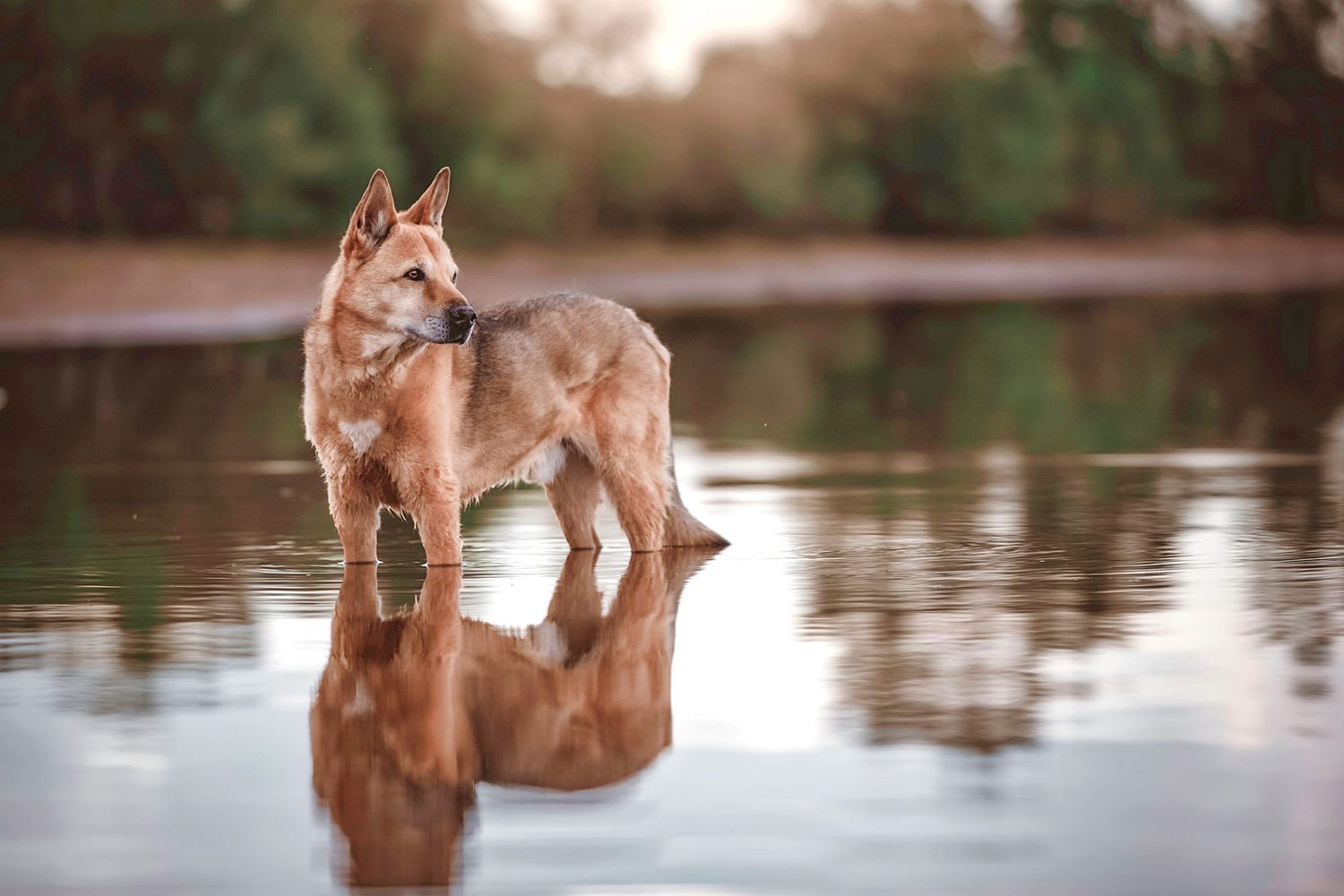 How to Train a Canaan Dog - Alaska Dog Works