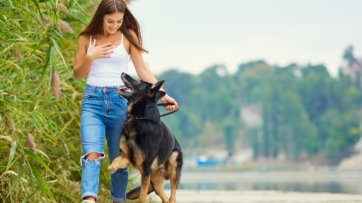 Tips for Canine Good Citizen Training at Home - Alaska Dog Works