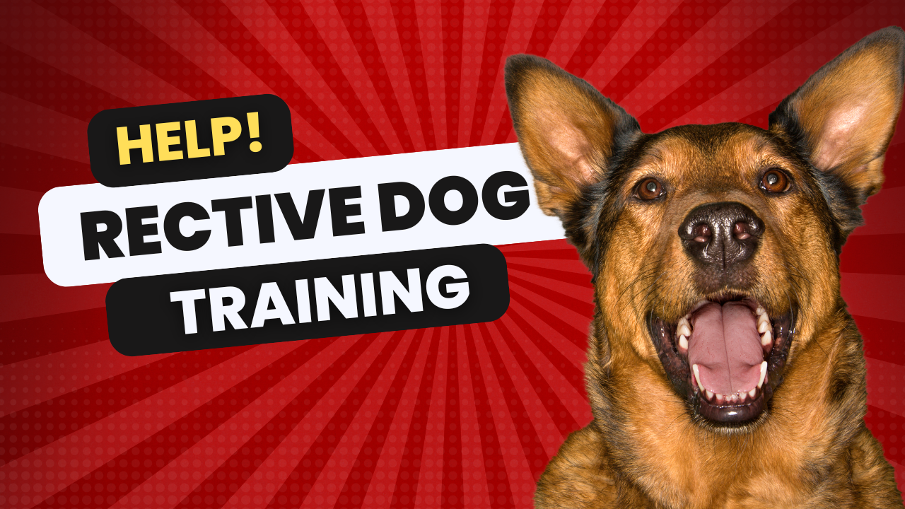 Help! My Dog is Reactive - Alaska Dog Works