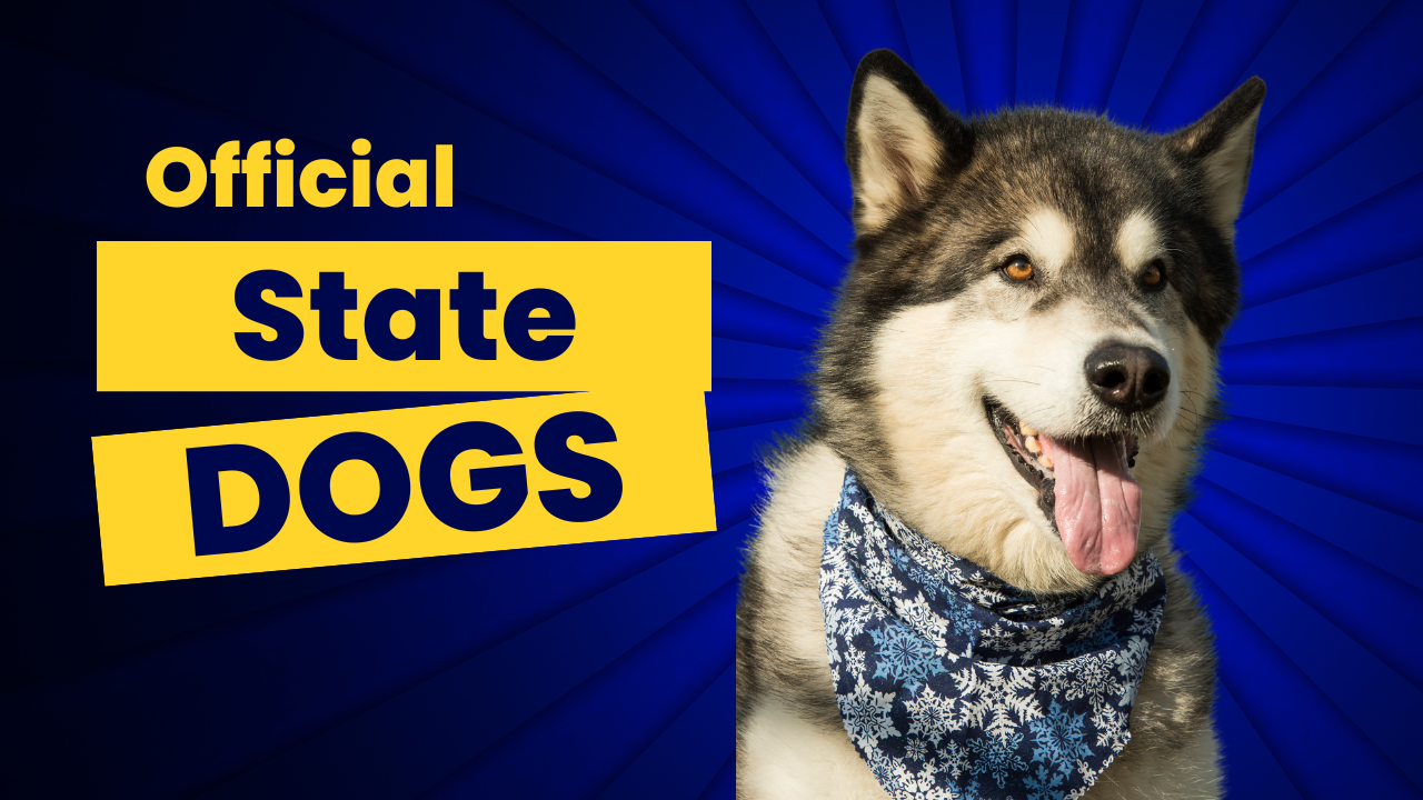 The Story of State Dogs in America - Alaska Dog Works