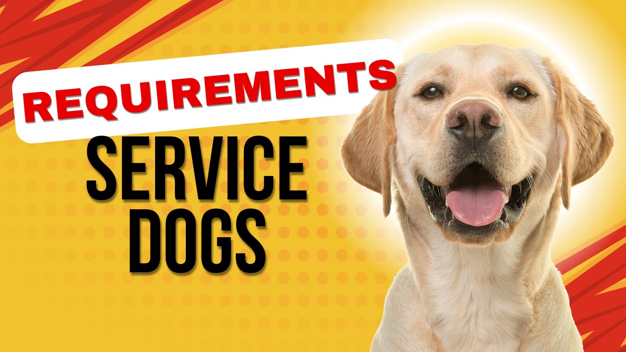 Understanding the Requirements to Qualify for a Service Dog - Alaska ...