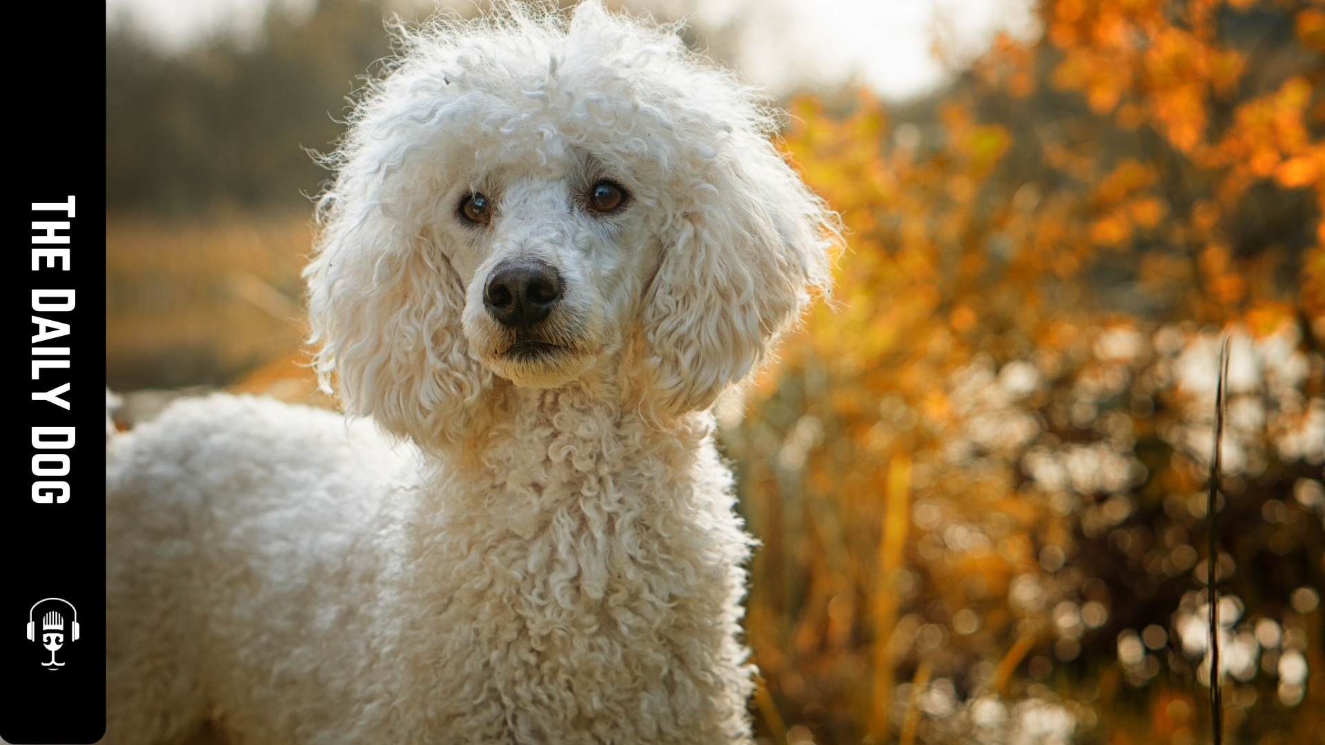 The Poodle: A Comprehensive Guide to One of the Most Beloved Dog Breeds ...