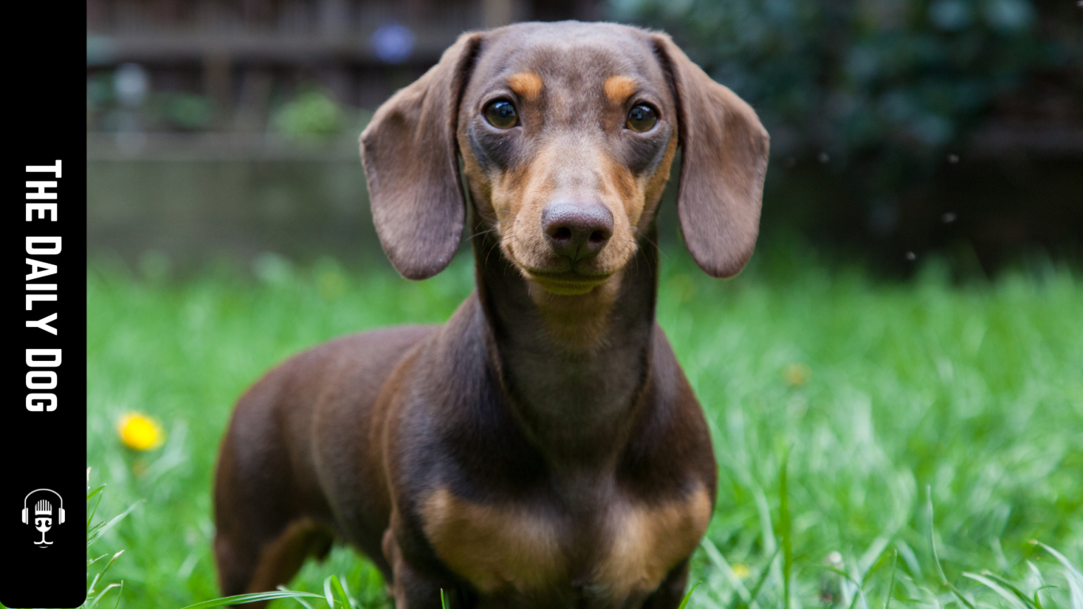The Ultimate Guide to Dachshunds: Characteristics, Care, and ...