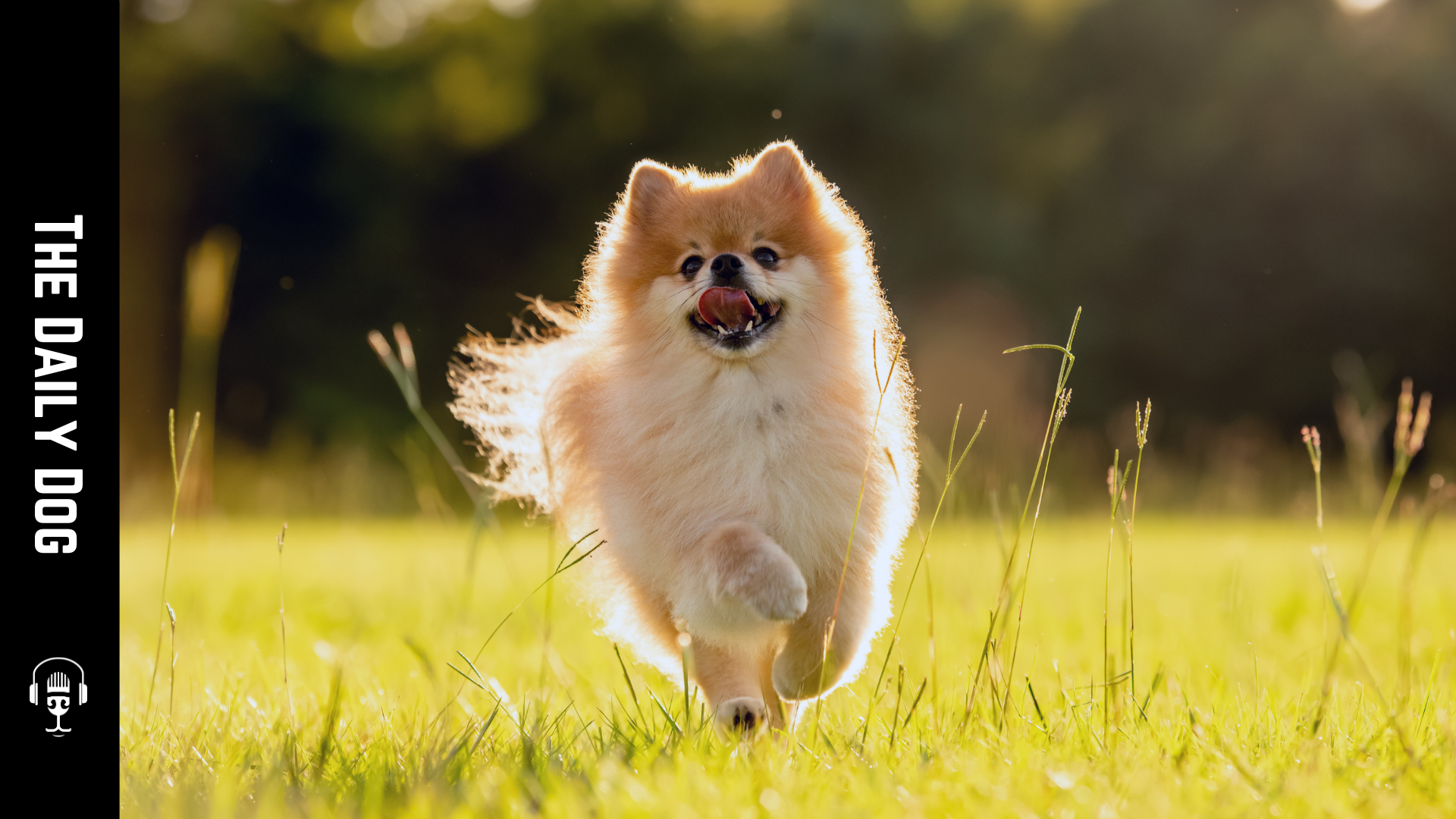 The Charming World of Pomeranians: Everything You Need to Know - Alaska ...