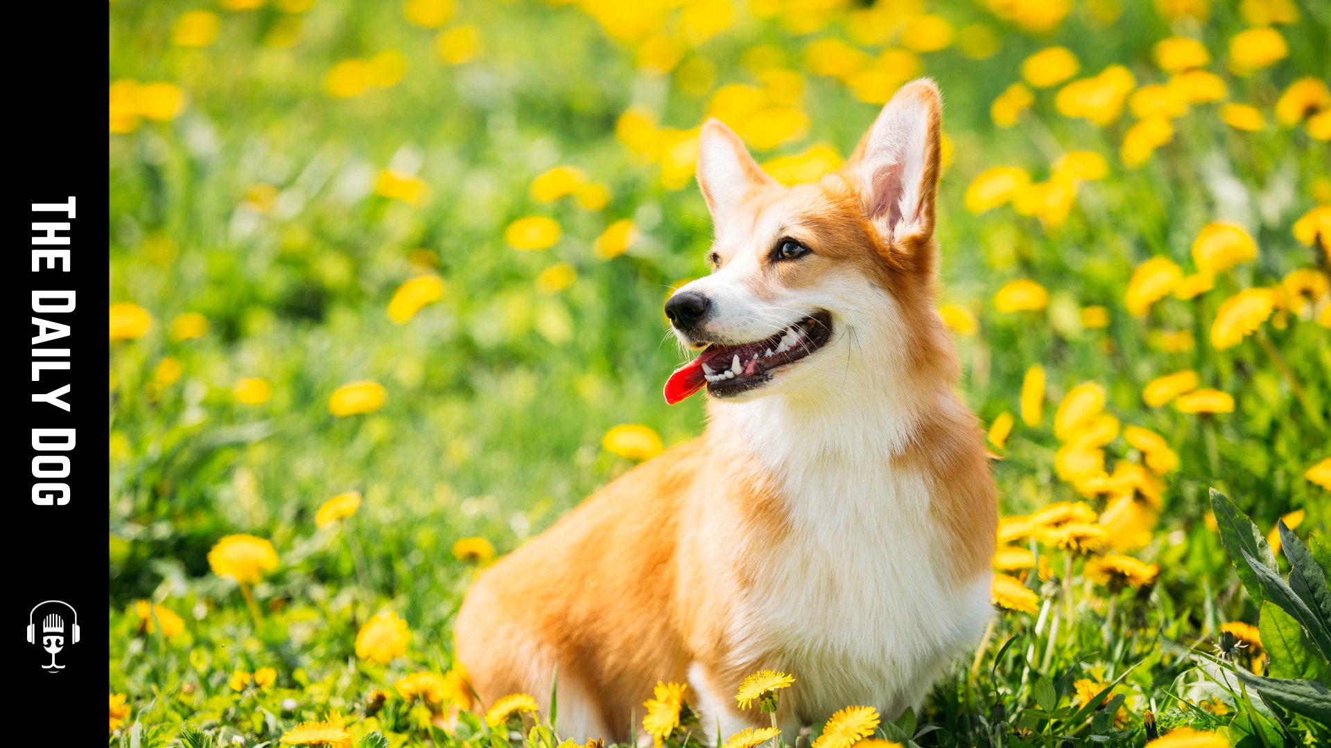The Pembroke Welsh Corgi: A Comprehensive Guide to This Charming Breed ...