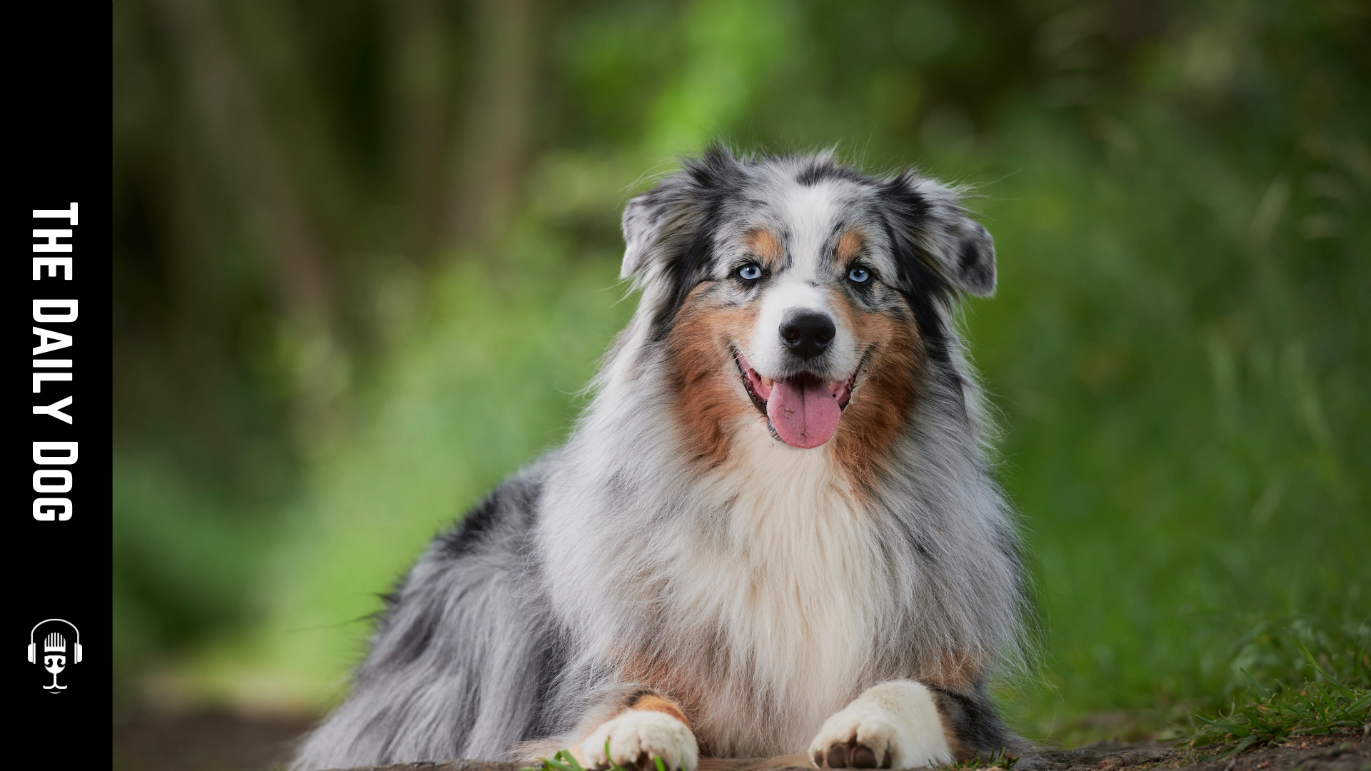 The Ultimate Guide to the Australian Shepherd: A Versatile and Loyal Companion - Alaska Dog Works
