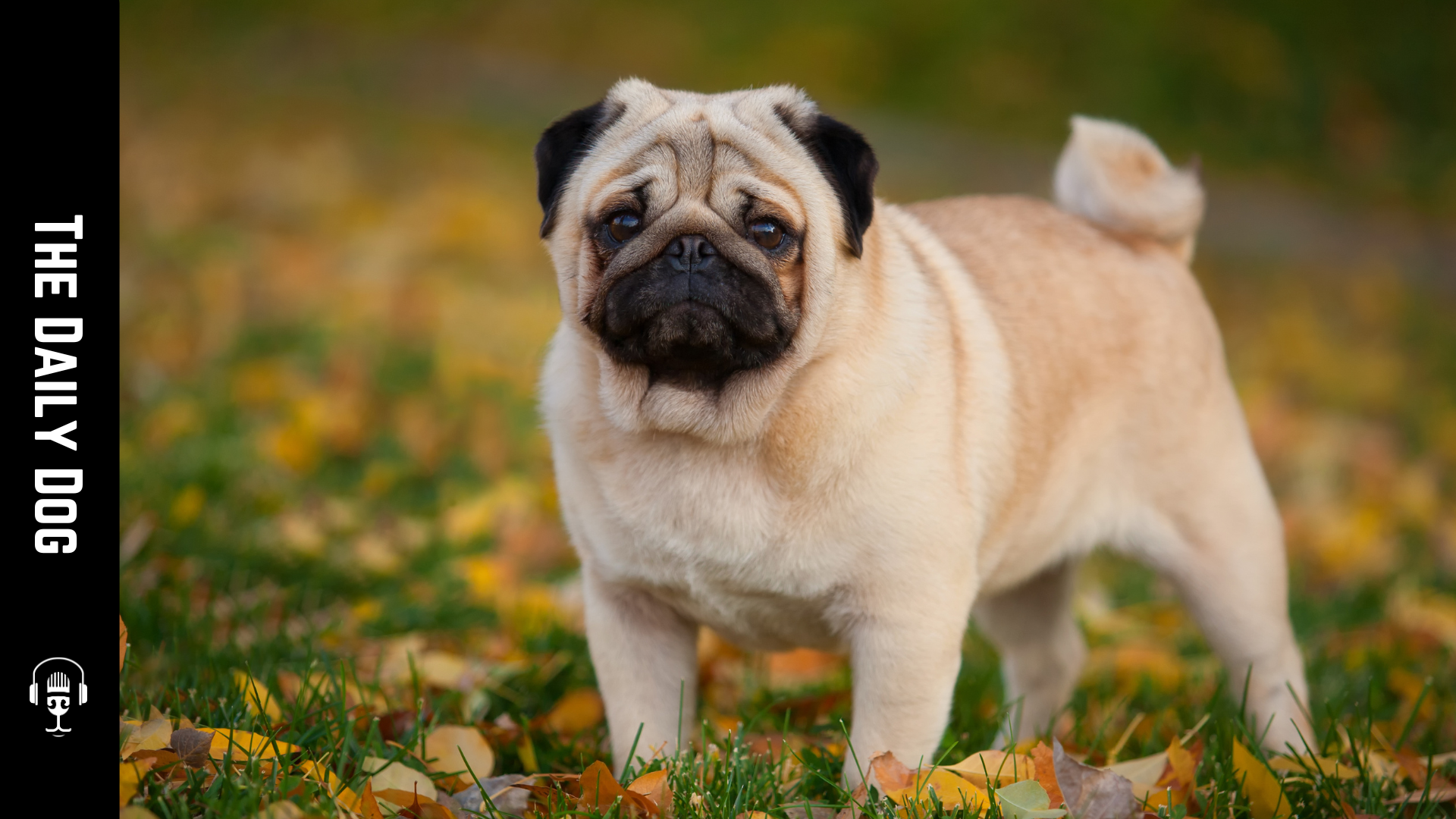 Discovering the Charming World of Pugs: A Breed Like No Other - Alaska ...