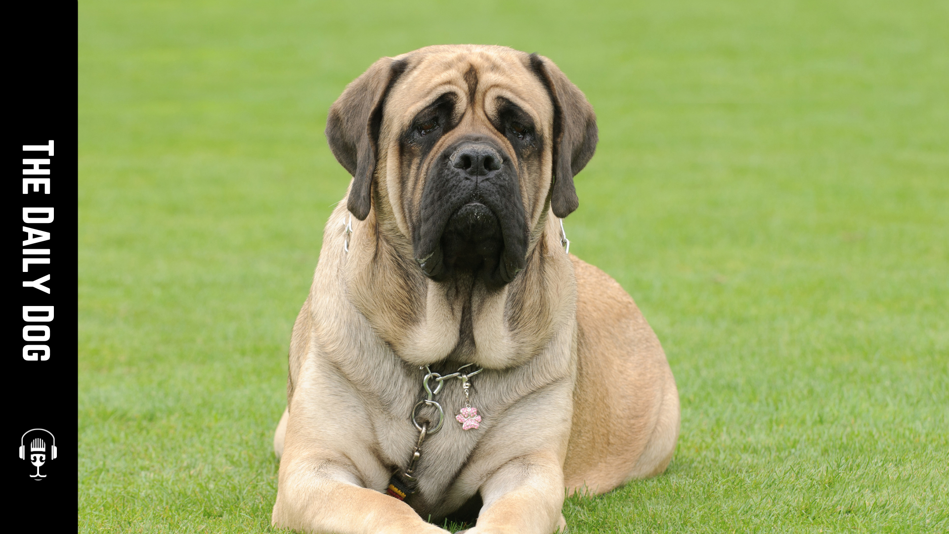 The Majestic Mastiff: A Deep Dive into One of the World’s Largest Dog ...