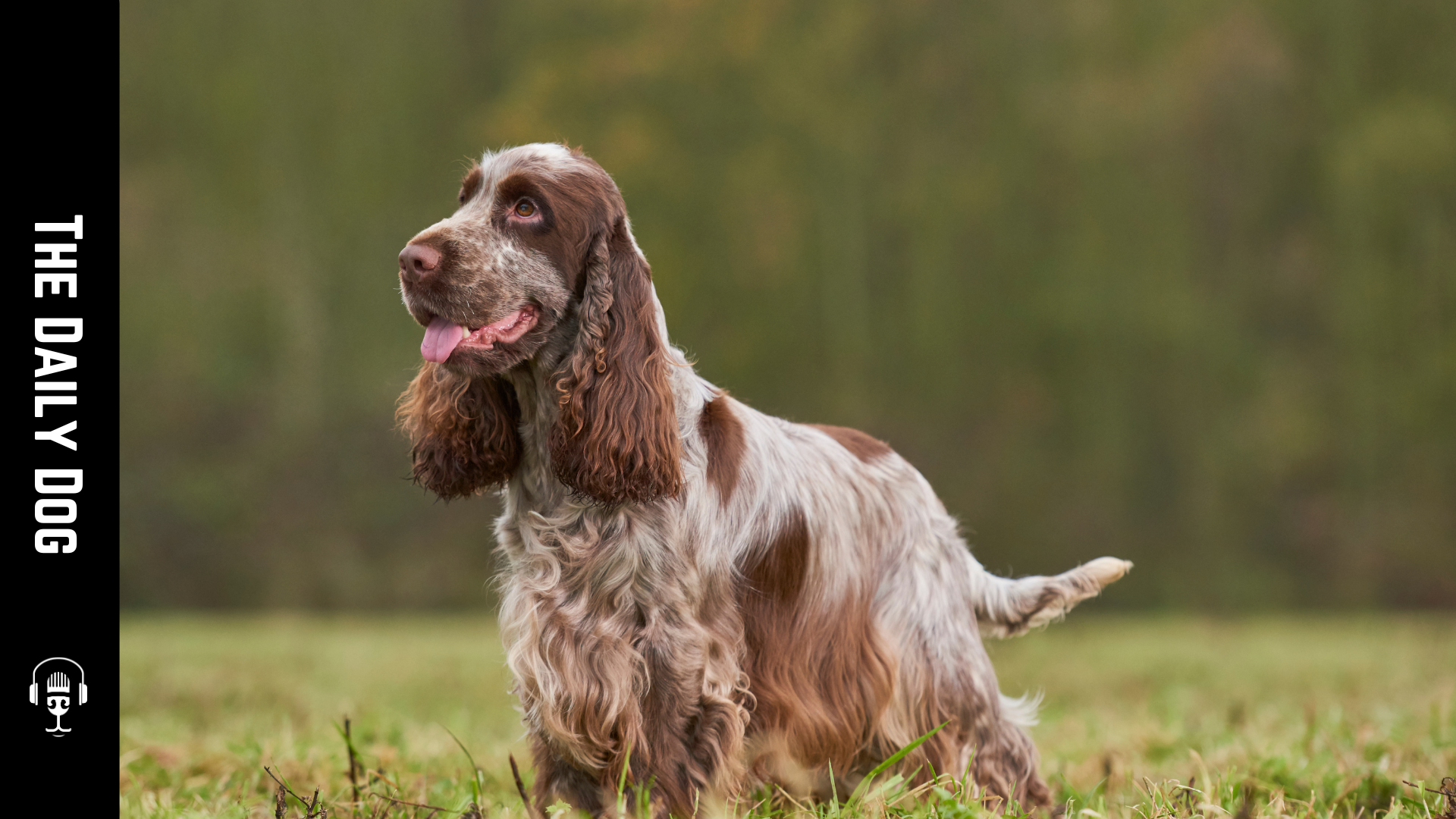 The English Cocker Spaniel: A Loyal Companion and Versatile Sporting ...
