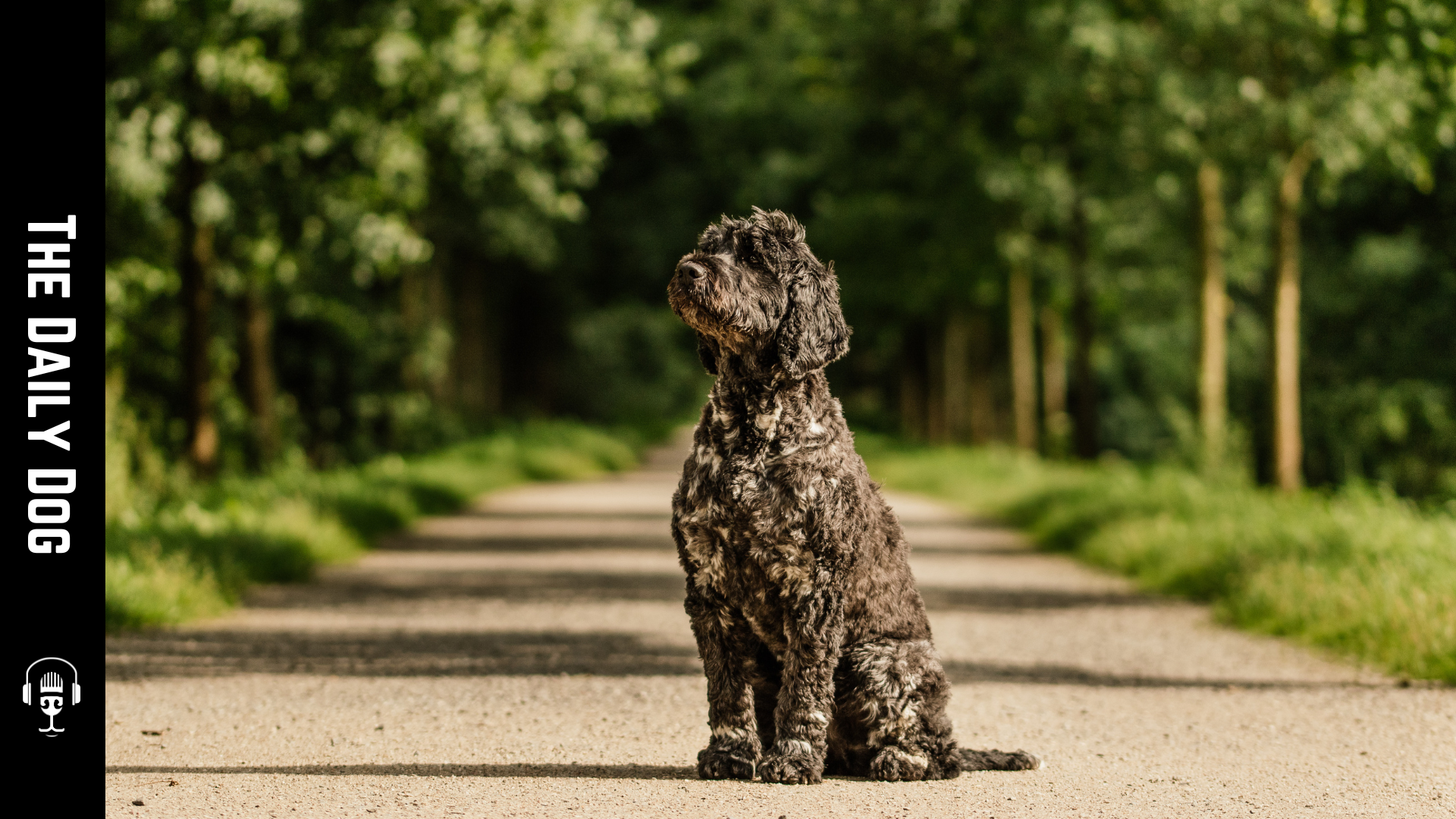 Discovering the Portuguese Water Dog: A Unique Companion for Every ...