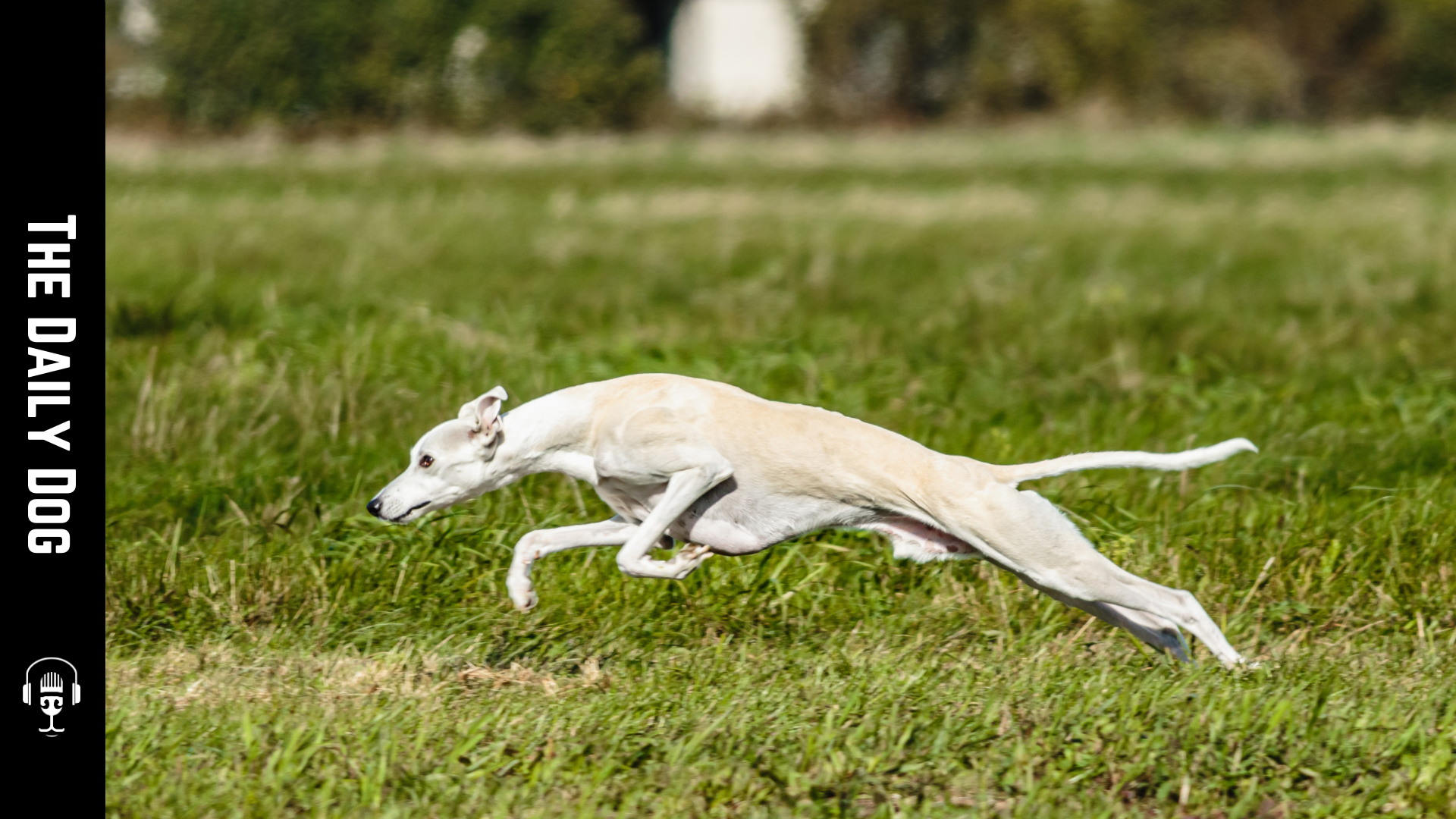 The Whippet: A Remarkable Breed for Active Families - Alaska Dog Works
