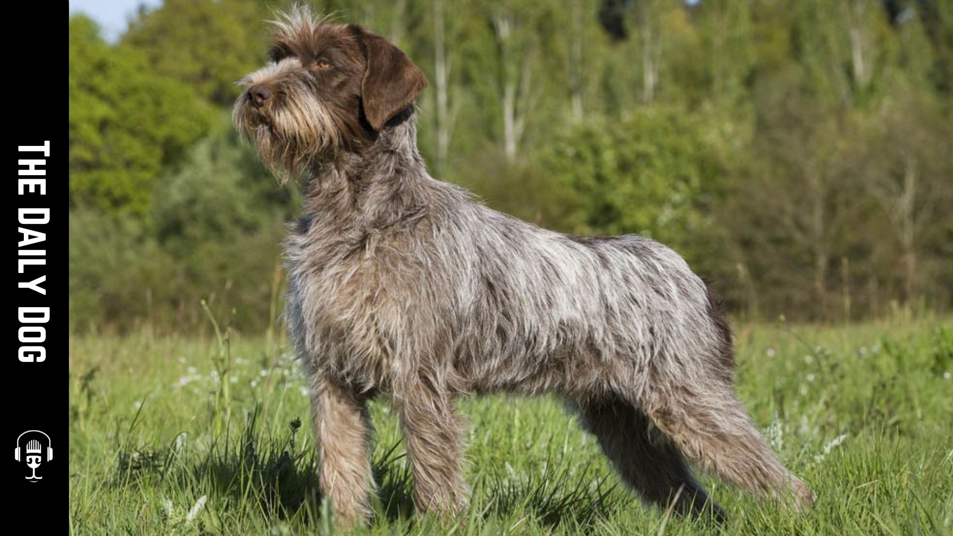 Discovering the Wirehaired Pointing Griffon: A Versatile Hunting ...