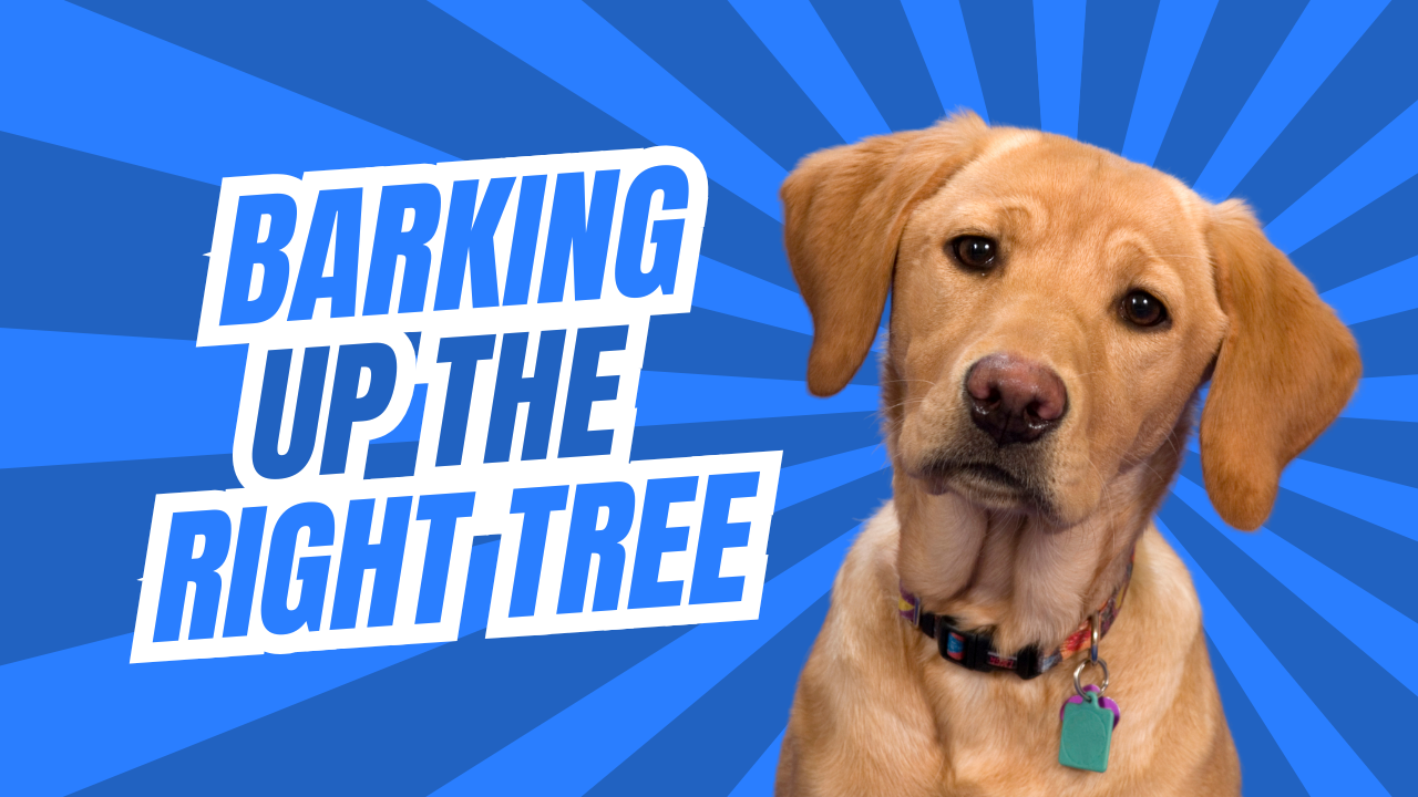 Barking Up the Right Tree: Top Dog Training Questions Answered - Alaska ...