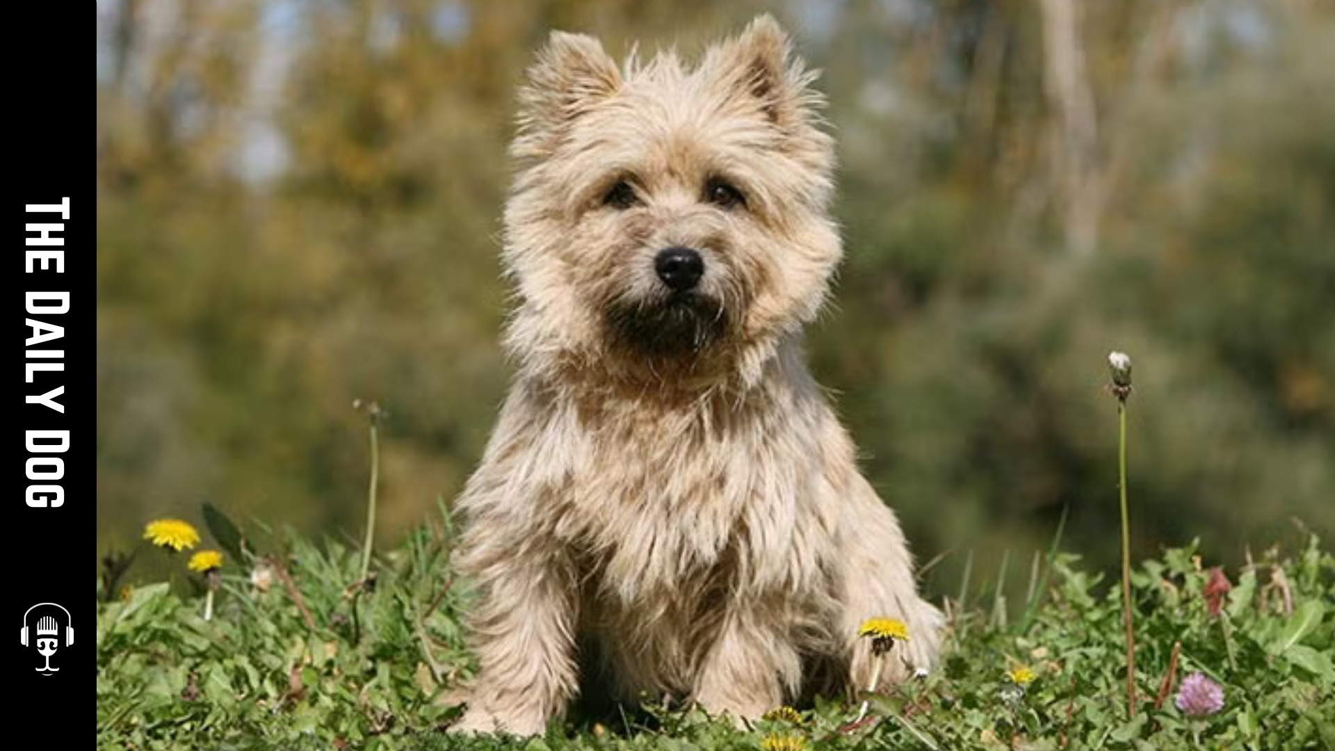 Discovering the Charming Cairn Terrier: A Friendly Companion for Every ...