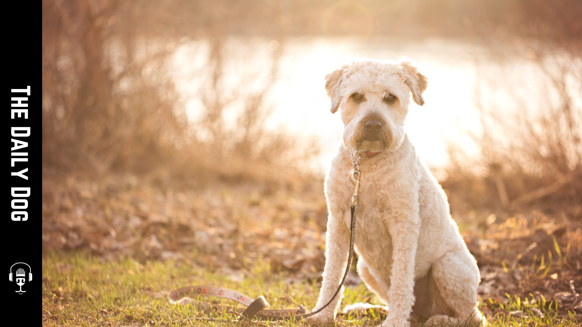 Discovering the Soft Coated Wheaten Terrier: A Loyal Companion - Alaska ...