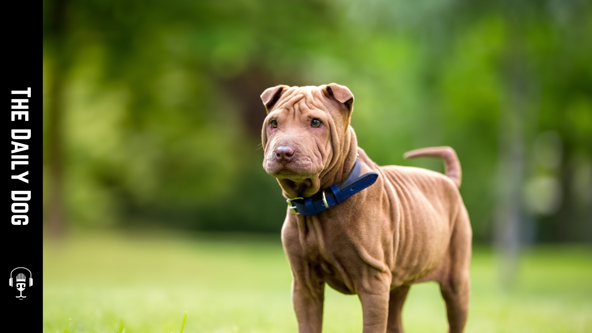 Understanding the Unique Charm of the Chinese Shar-Pei - Alaska Dog Works