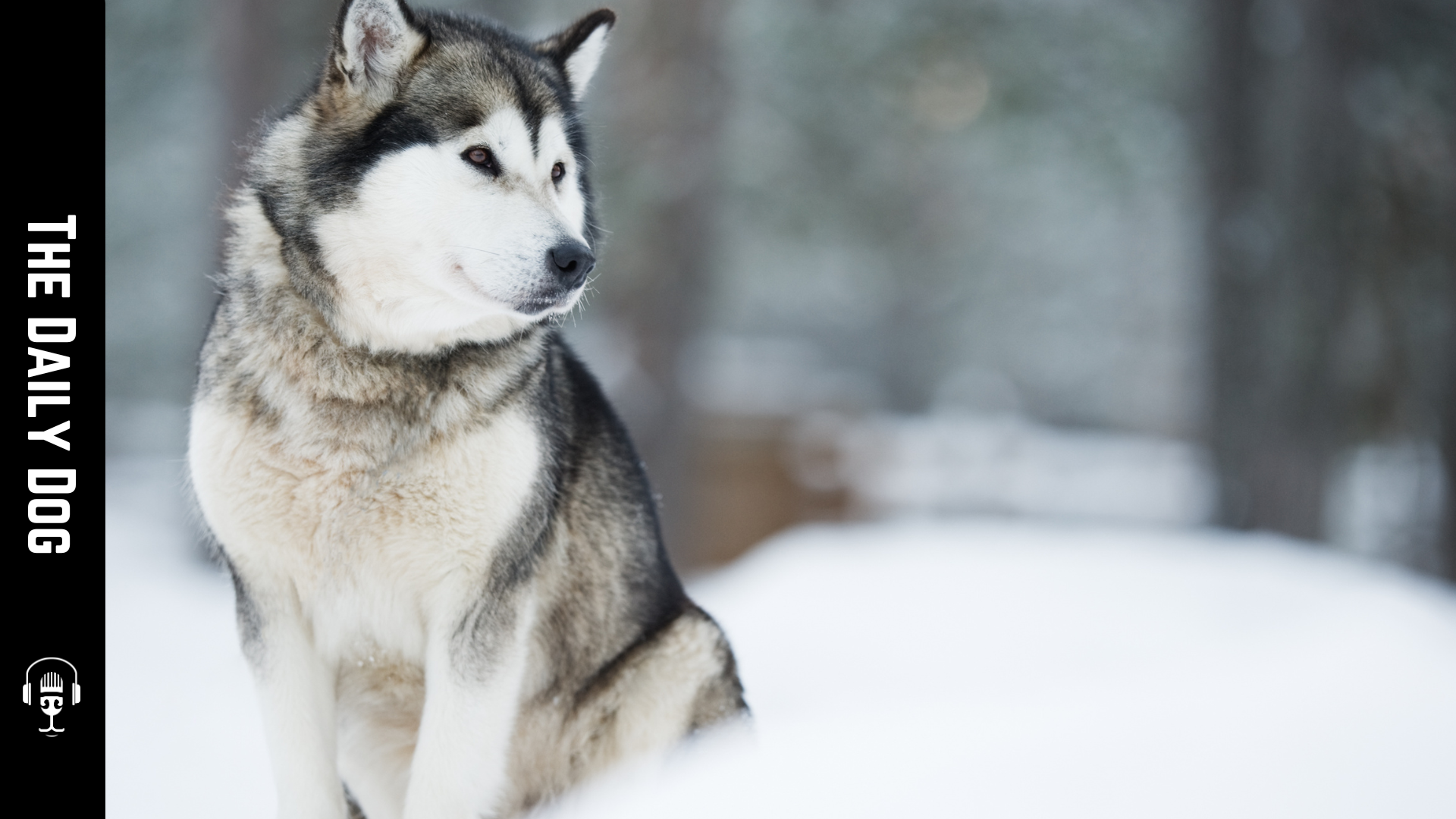 The Majestic Alaskan Malamute: A Deep Dive into This Majestic Breed ...