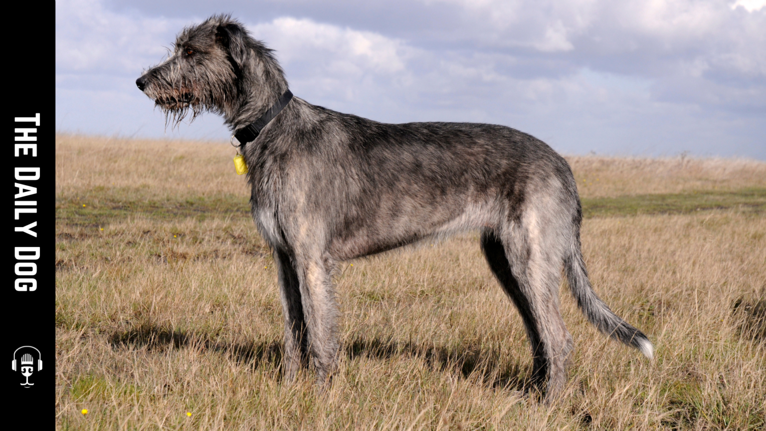 Exploring the Majestic Irish Wolfhound: A Gentle Giant of the Dog World ...