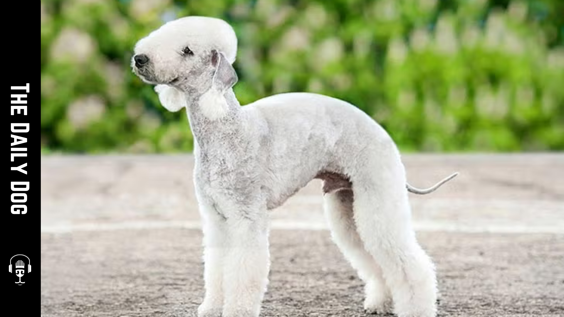 Discovering the Bedlington Terrier: A Unique Breed with Character ...