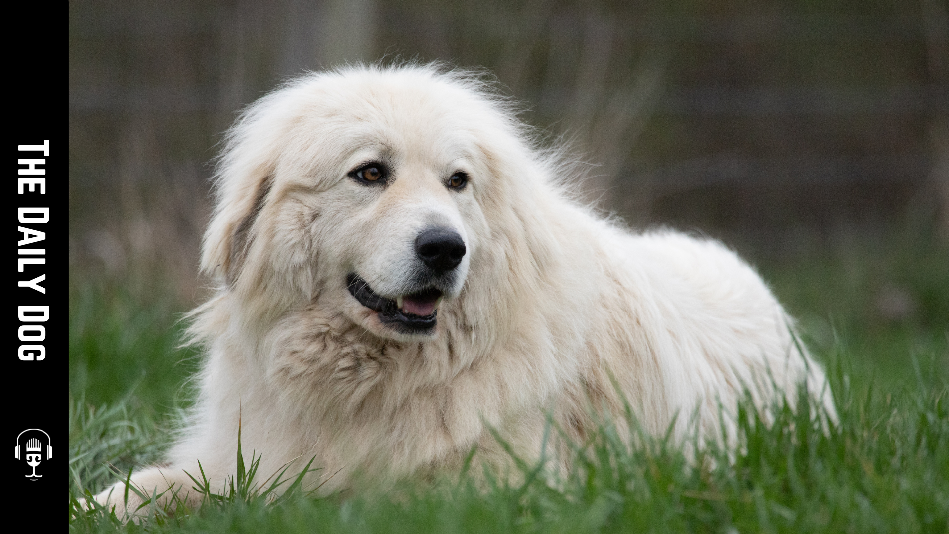 Discovering the Majestic Great Pyrenees: A Gentle Giant of the Canine ...