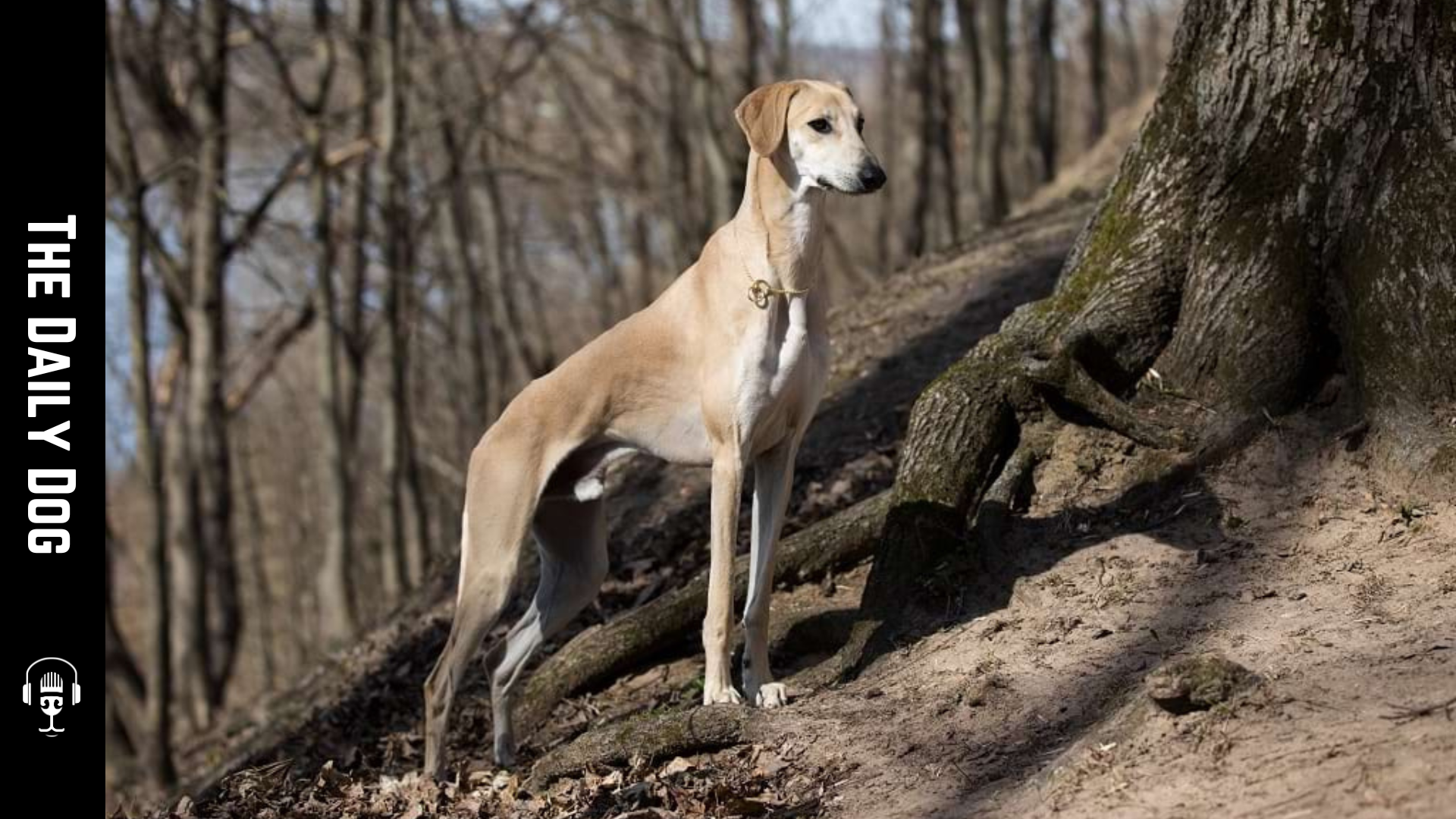 Unveiling the Elegance and Grace of the Sloughi: The Arab Greyhound ...
