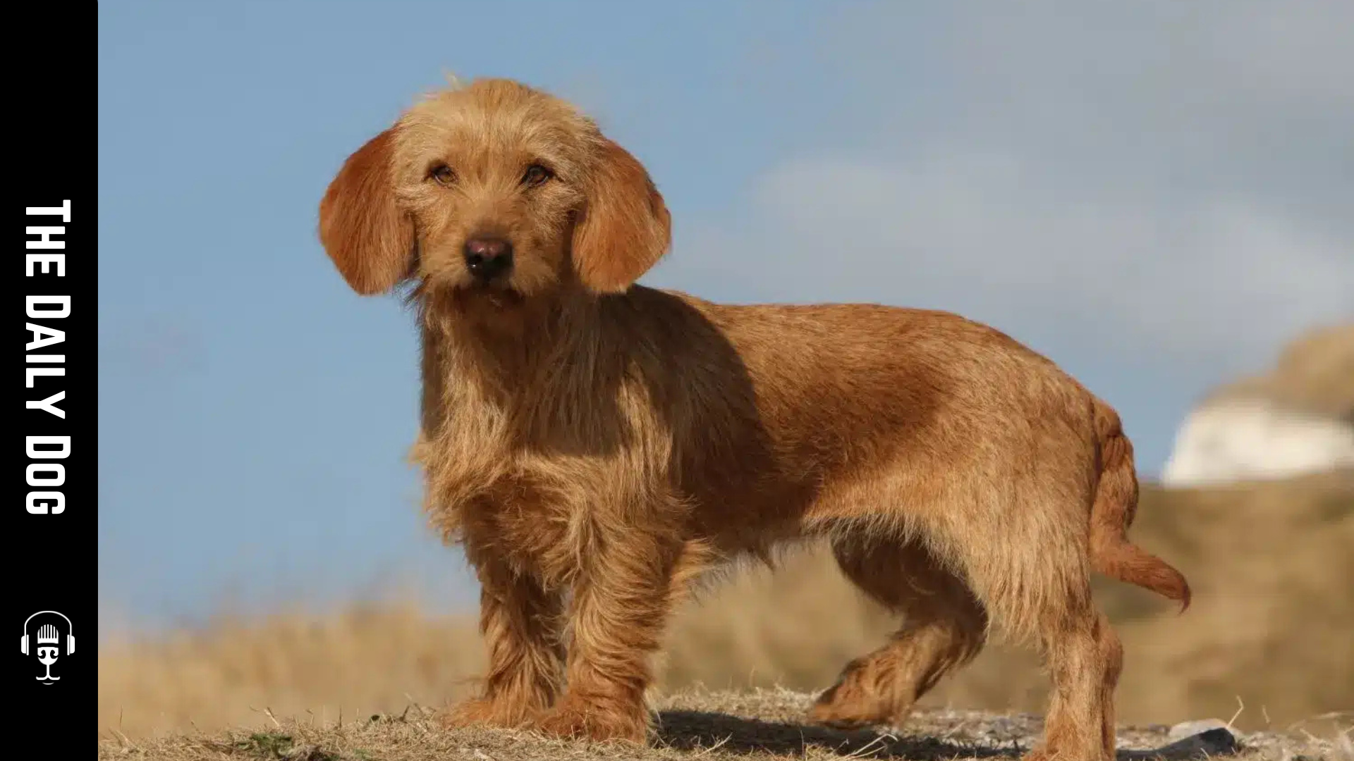 Basset Fauve de Bretagne: The Charming and Versatile French Terrier ...