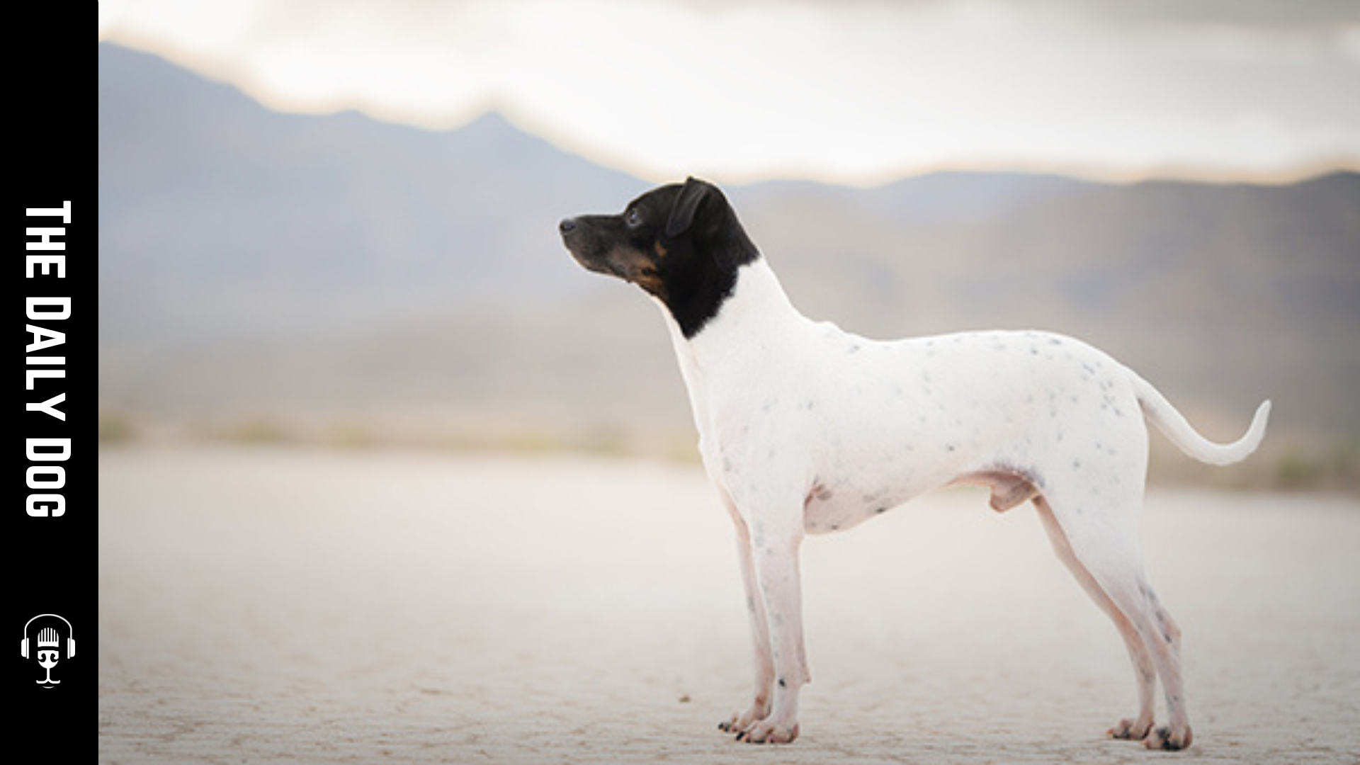 Japanese Terrier: The Elegant and Energetic Companion for Dog Lovers ...