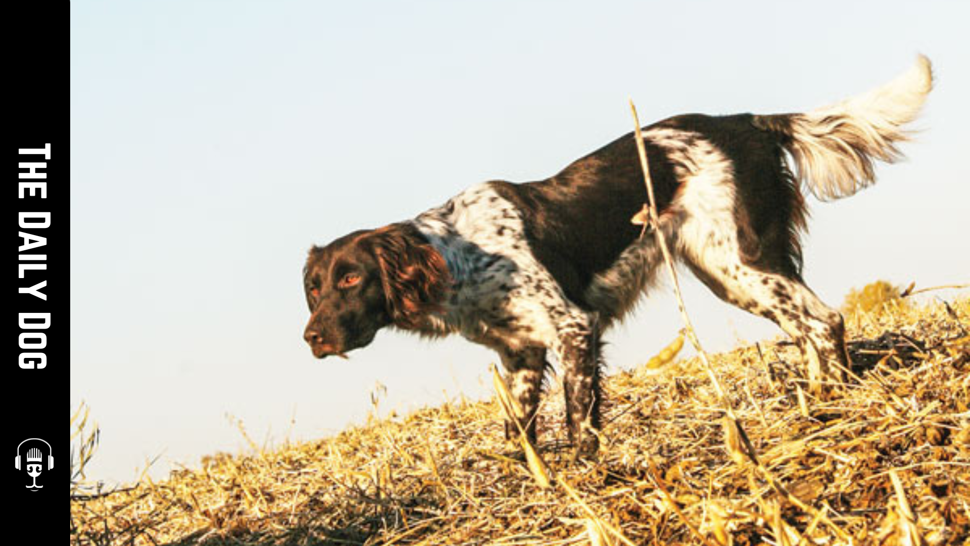 Unveiling the Small Munsterlander: A Versatile and Loyal Companion ...