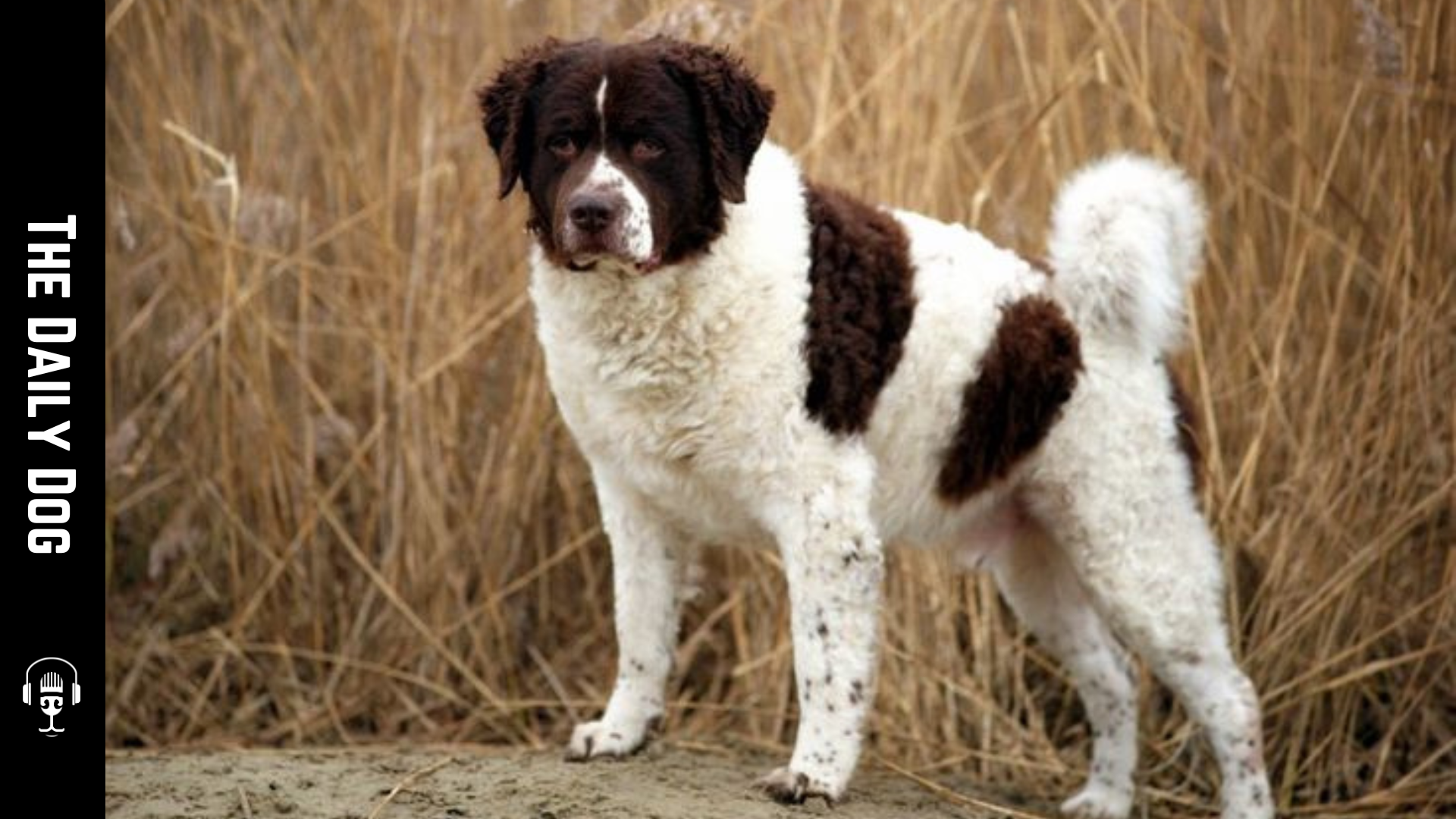 Wetterhoun: The Loyal and Versatile Dutch Water Dog - Alaska Dog Works