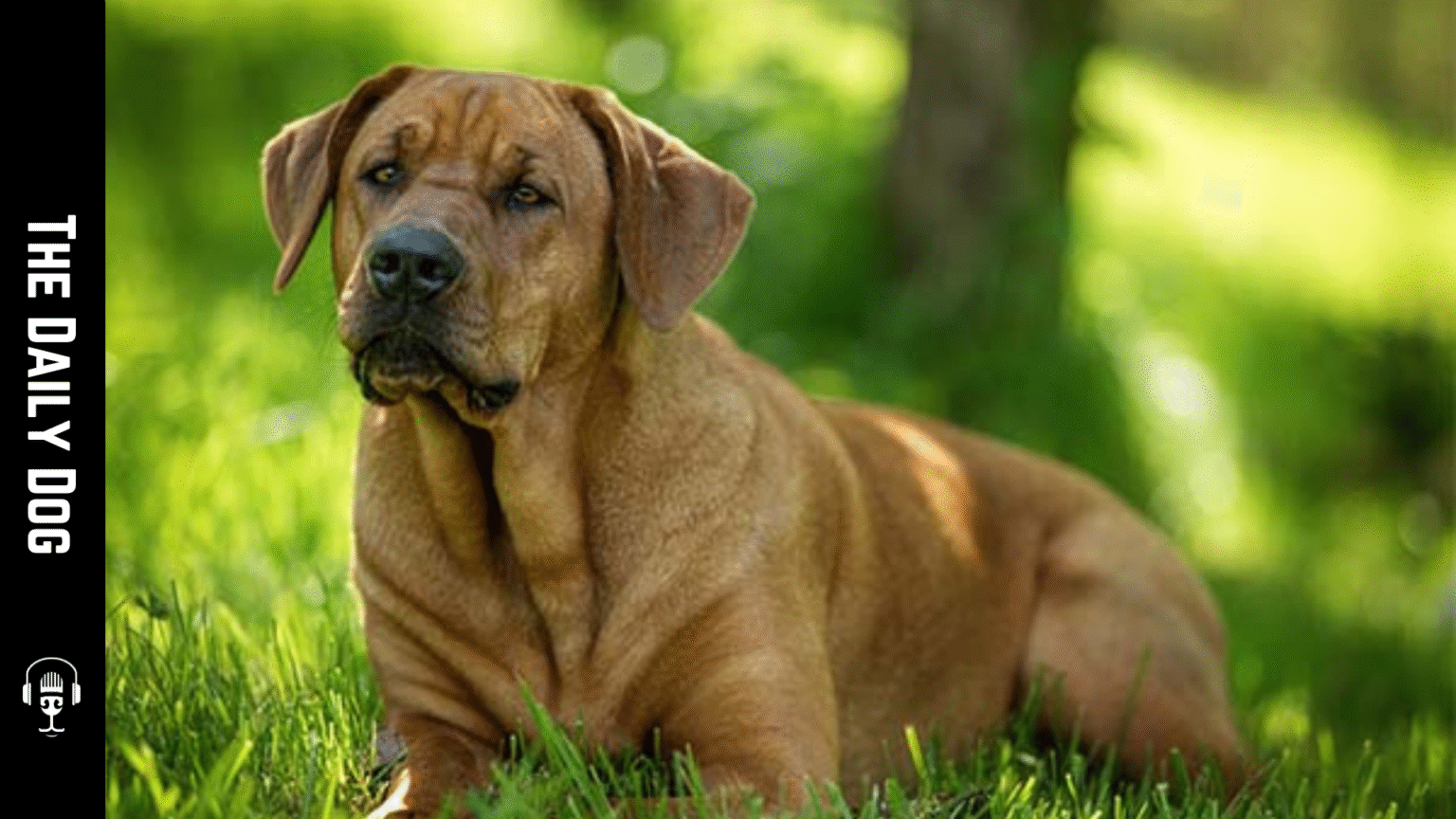 Broholmer: The Majestic Danish Mastiff – An Ideal Guardian and Family ...