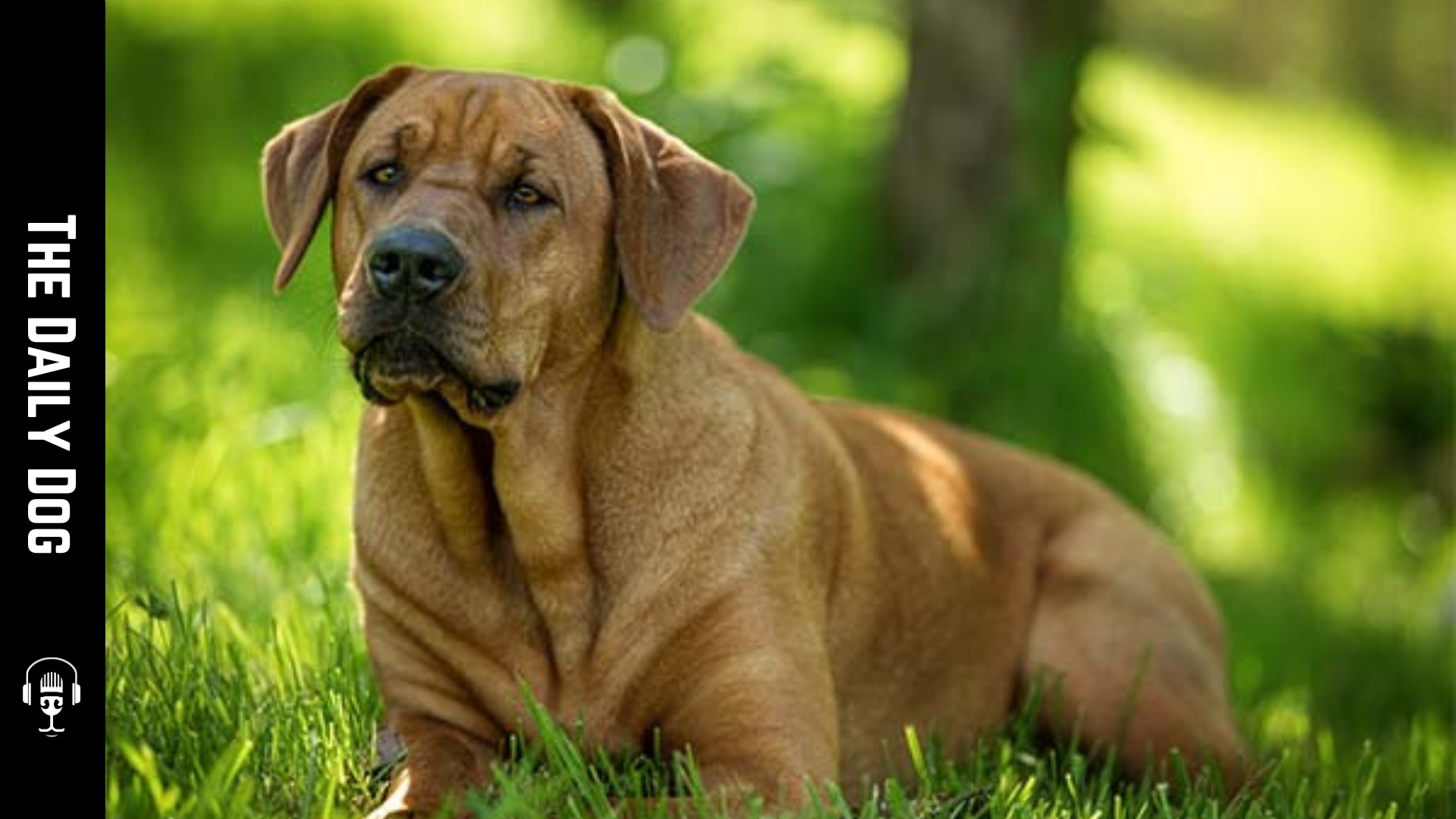 Broholmer: The Majestic Danish Mastiff – An Ideal Guardian and Family ...