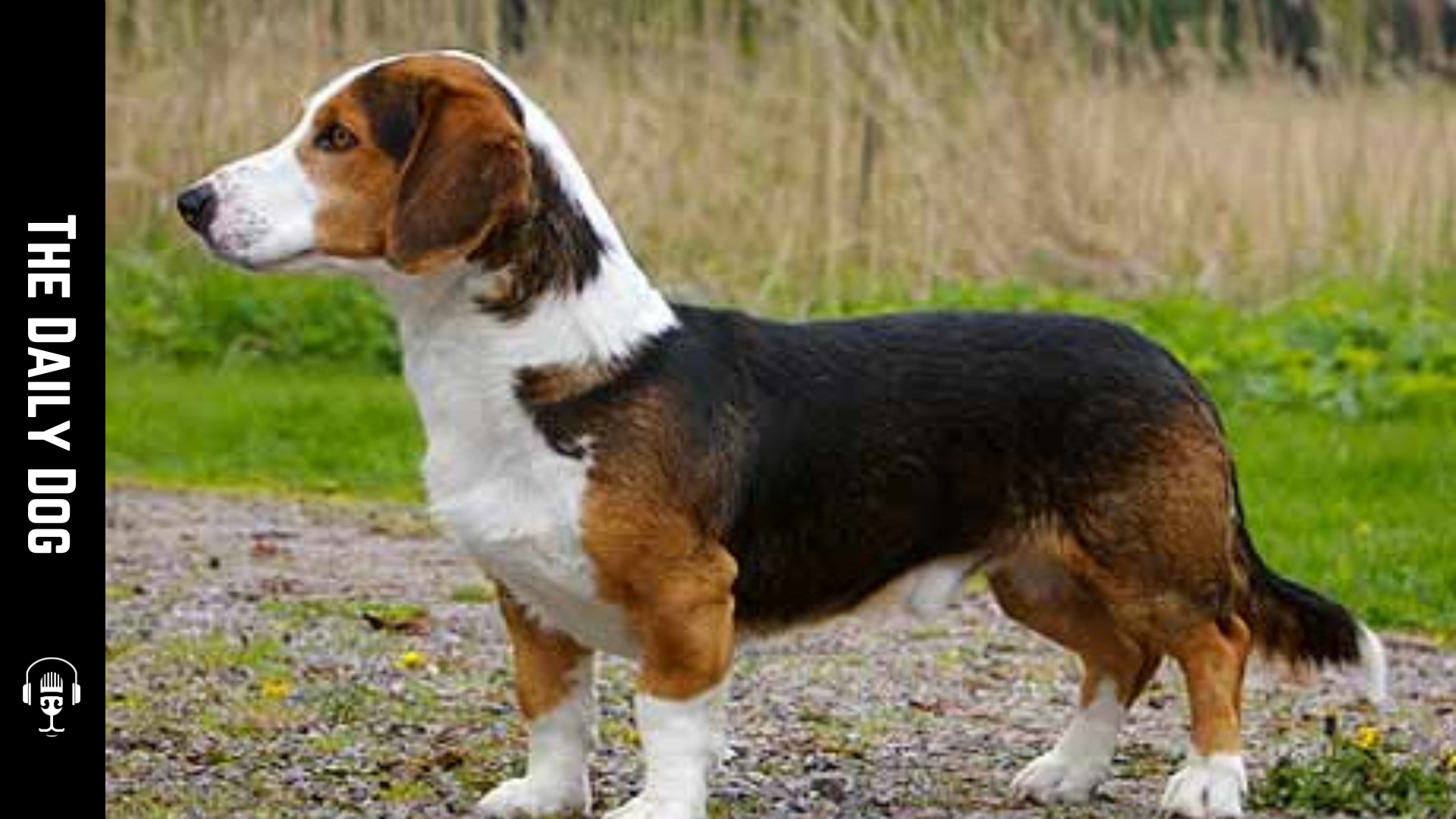Drever Dog Breed: The Versatile and Loyal Hunting Companion - Alaska ...