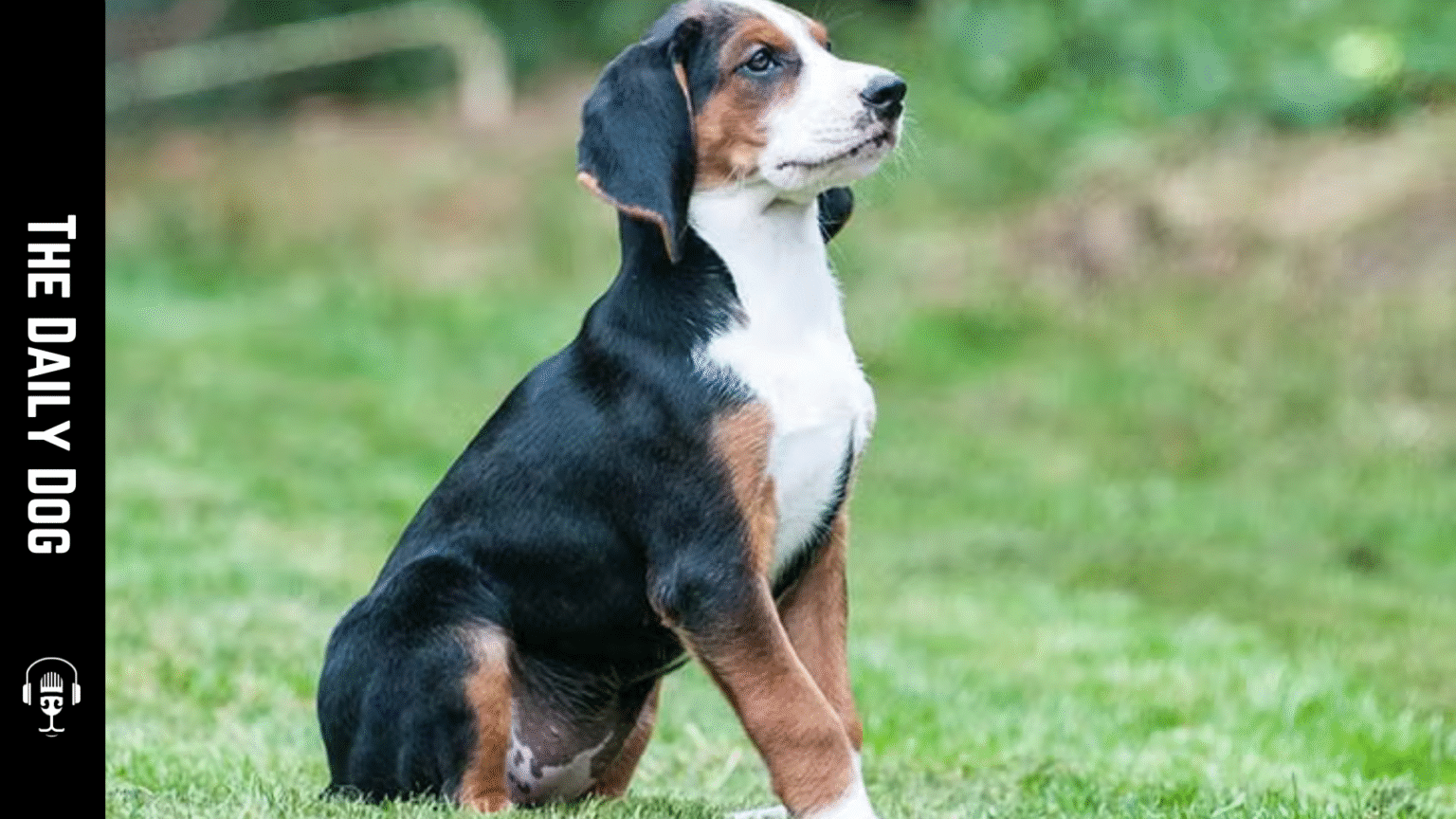 Hamiltonstovare: The Elegant and Versatile Swedish Scent Hound - Alaska ...