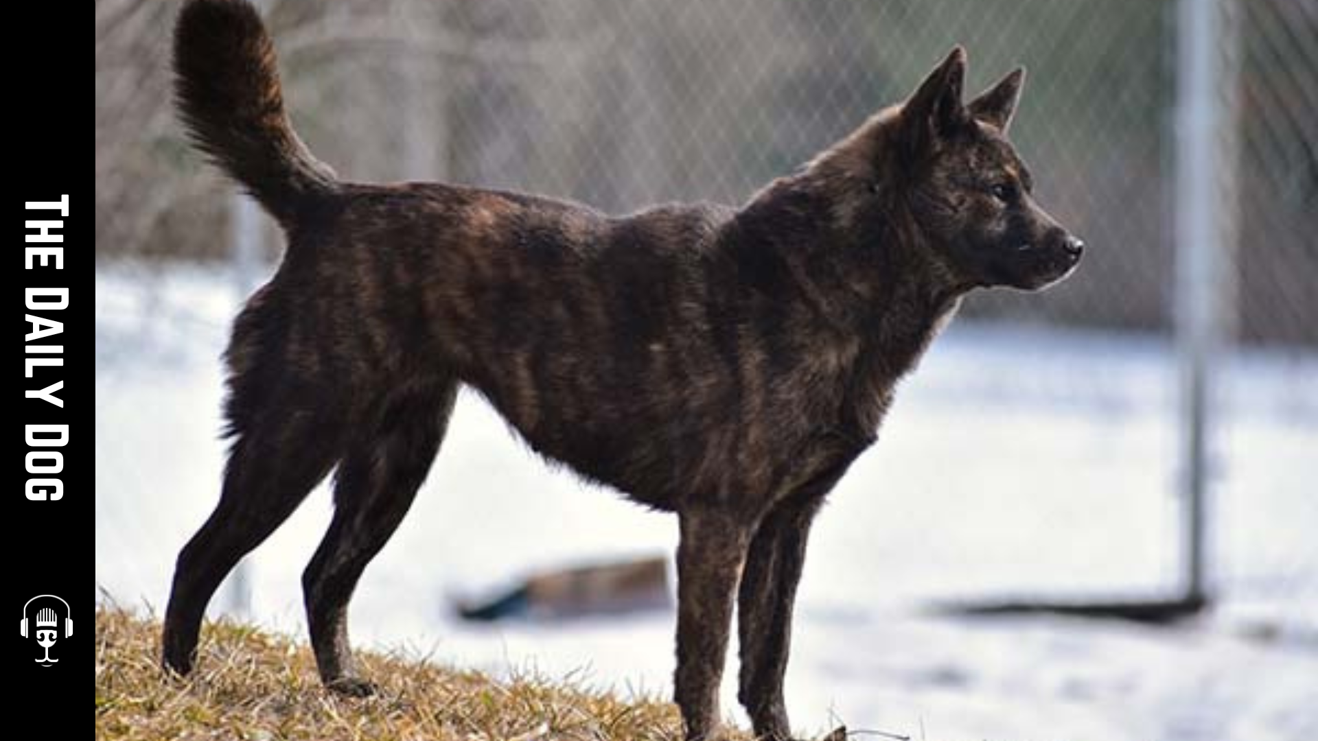 Kai Ken: The Noble and Agile Japanese Dog Breed - Alaska Dog Works