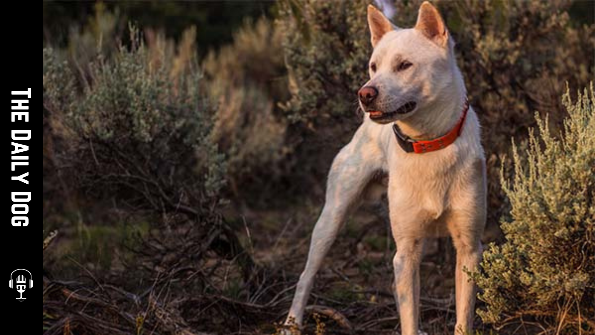 Kishu Ken: The Loyal and Elegant Japanese Hunting Dog - Alaska Dog Works