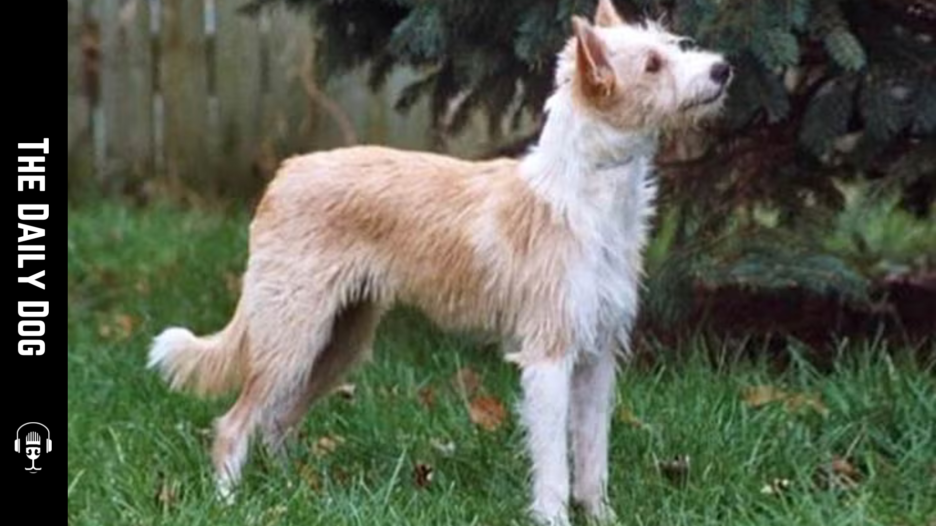 Portuguese Podengo: The Agile and Loyal Dog of Portugal - Alaska Dog Works