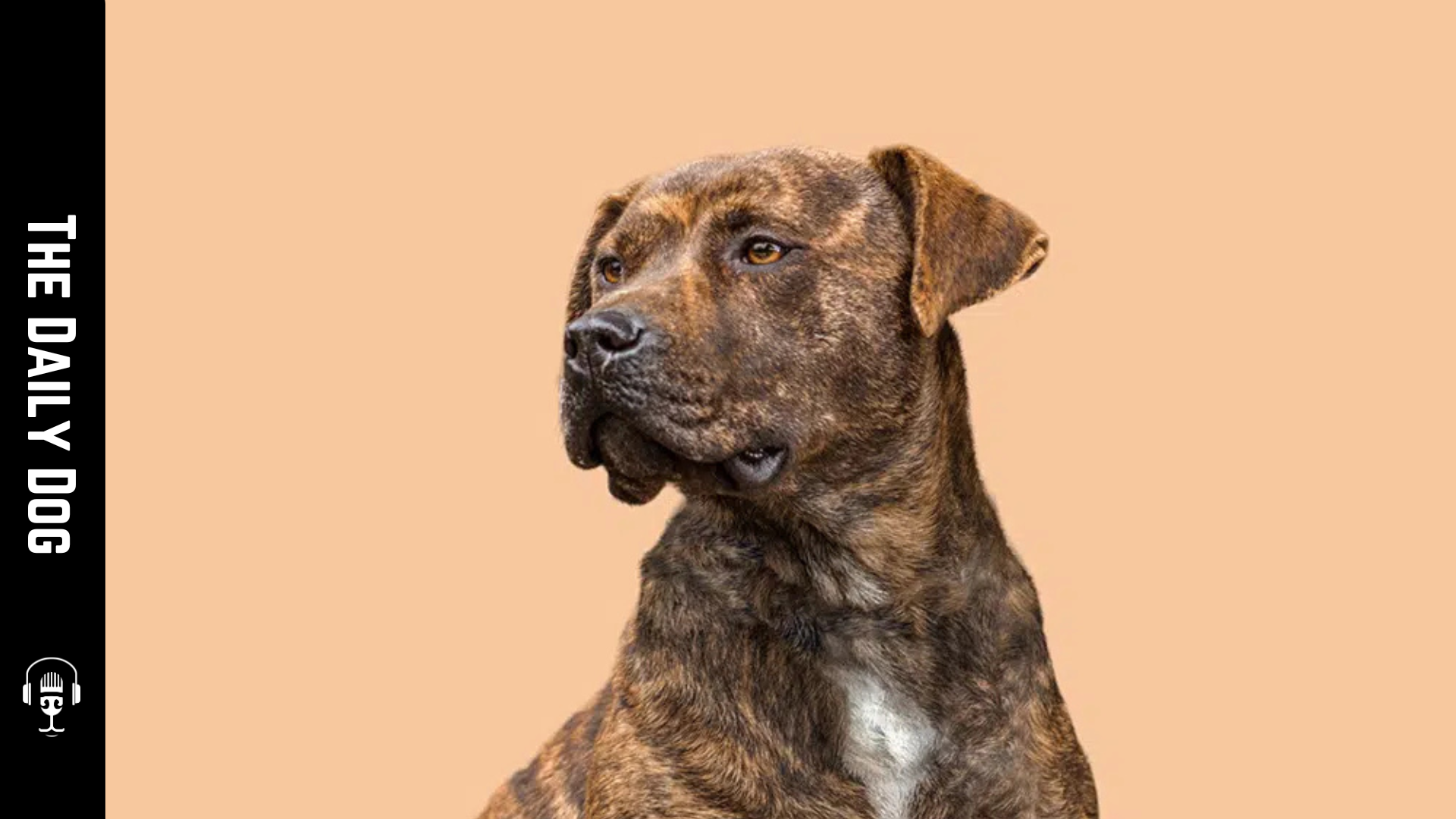 The Unique Charm of the Treeing Tennessee Brindle - Alaska Dog Works