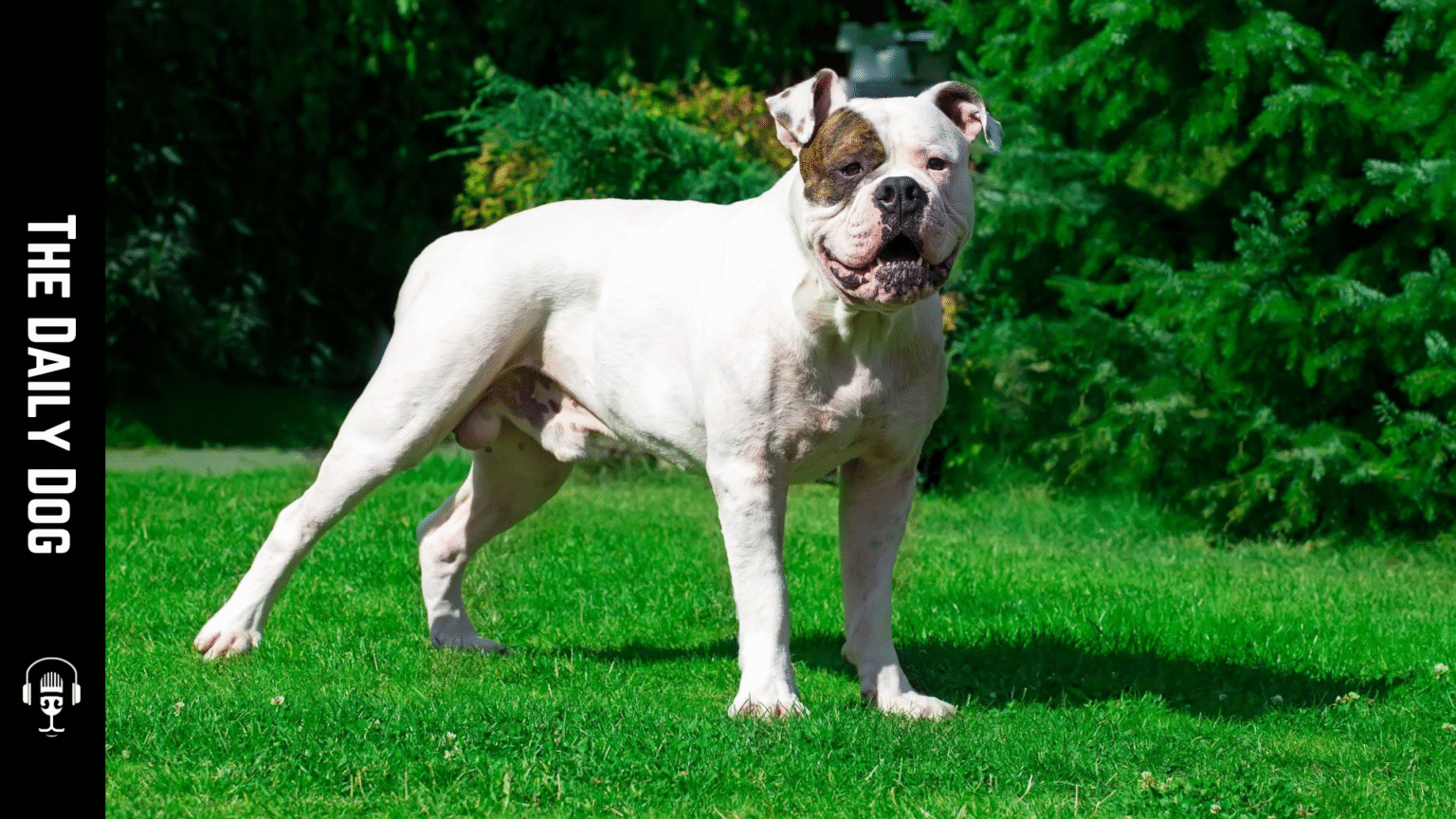 Understanding the American Bulldog: History, Traits, and Care Tips ...