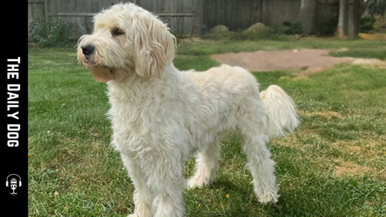 Barbado da Terceira: The Loyal and Versatile Portuguese Dog Breed ...