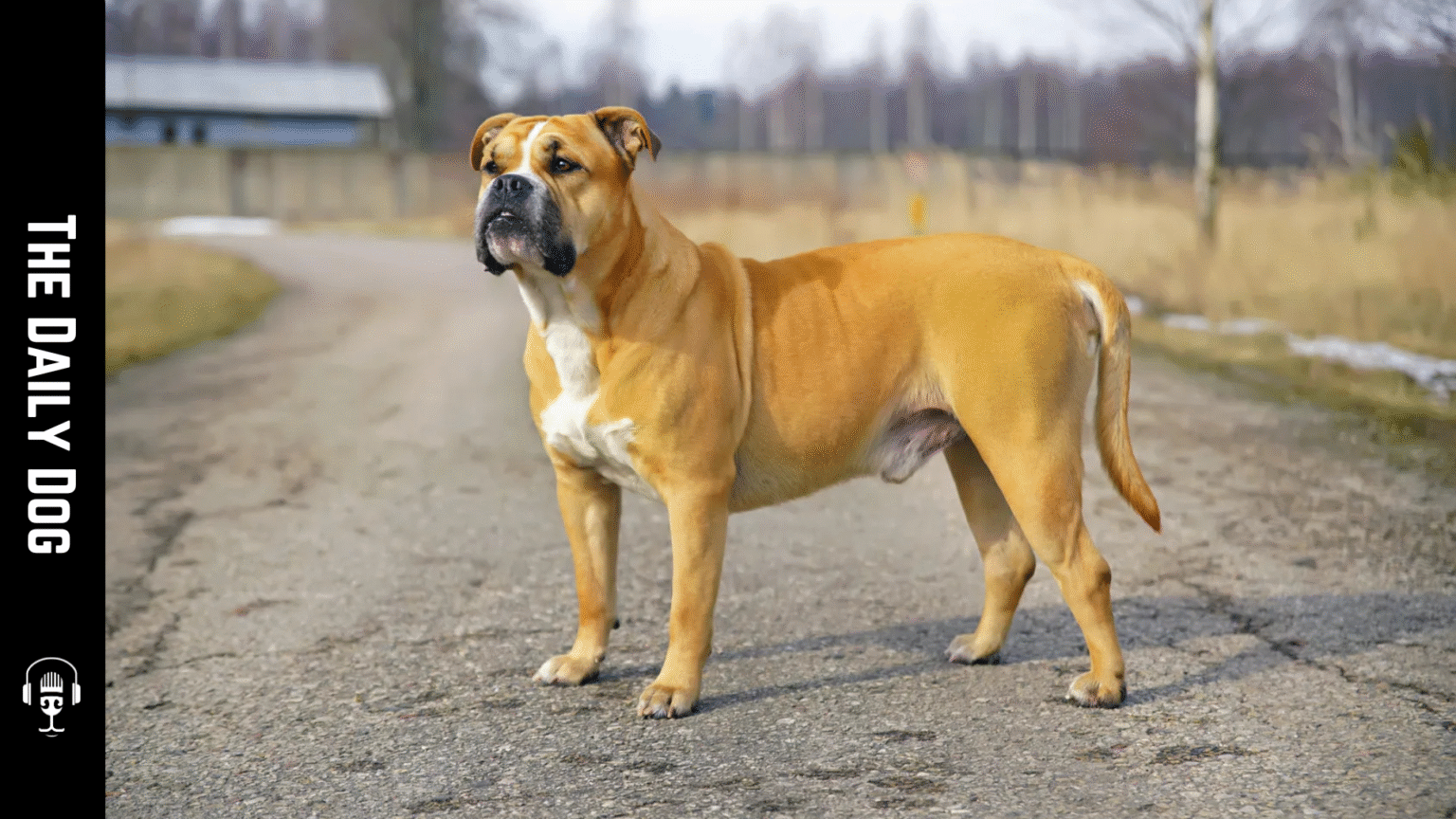 Ca de Bou: The Courageous and Loyal Mastiff of Mallorca - Alaska Dog Works