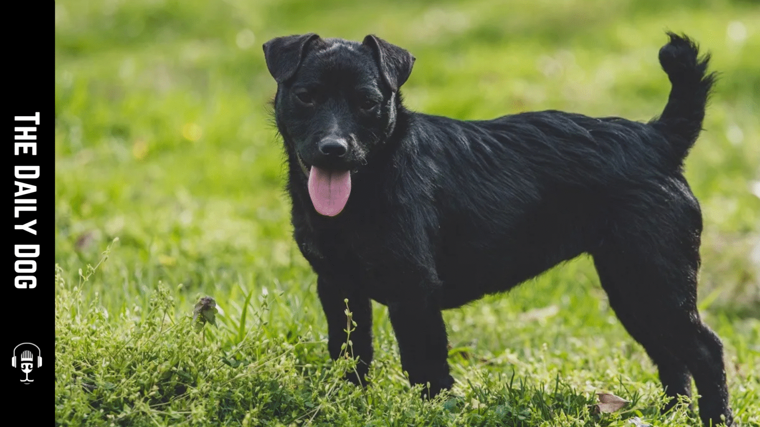 Patterdale Terrier: The Courageous and Agile Companion for Active Dog ...