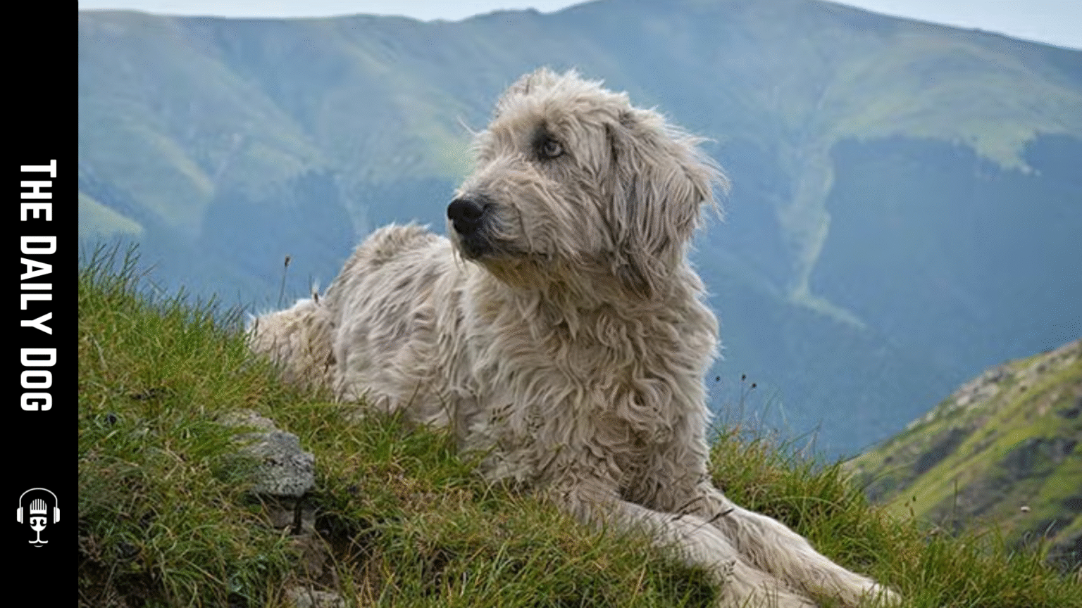 Romanian Mioritic Shepherd Dog: The Majestic Guardian of the ...