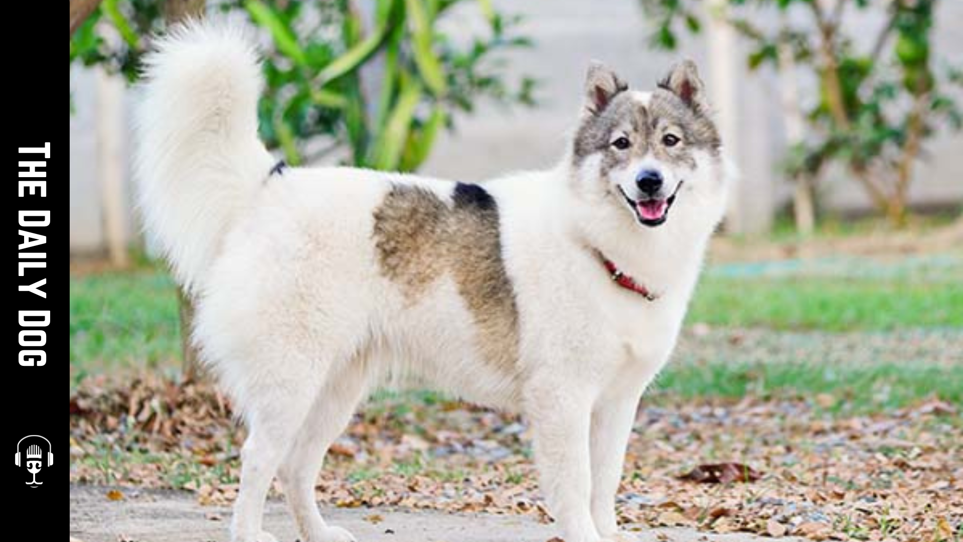 Thai Bangkaew Dog: The Loyal Guardian of Thailand’s Heritage - Alaska ...